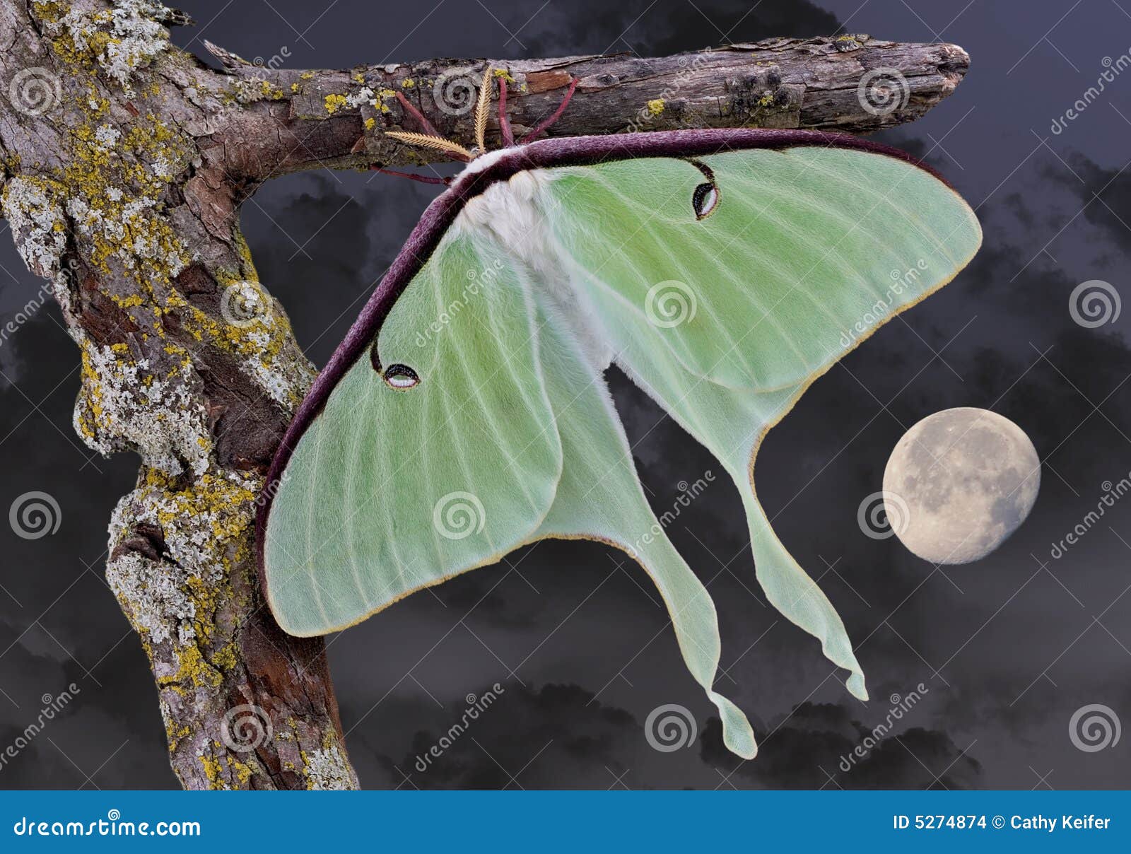 Luna moth in moonlight stock photo. Image of night, furry - 5274874
