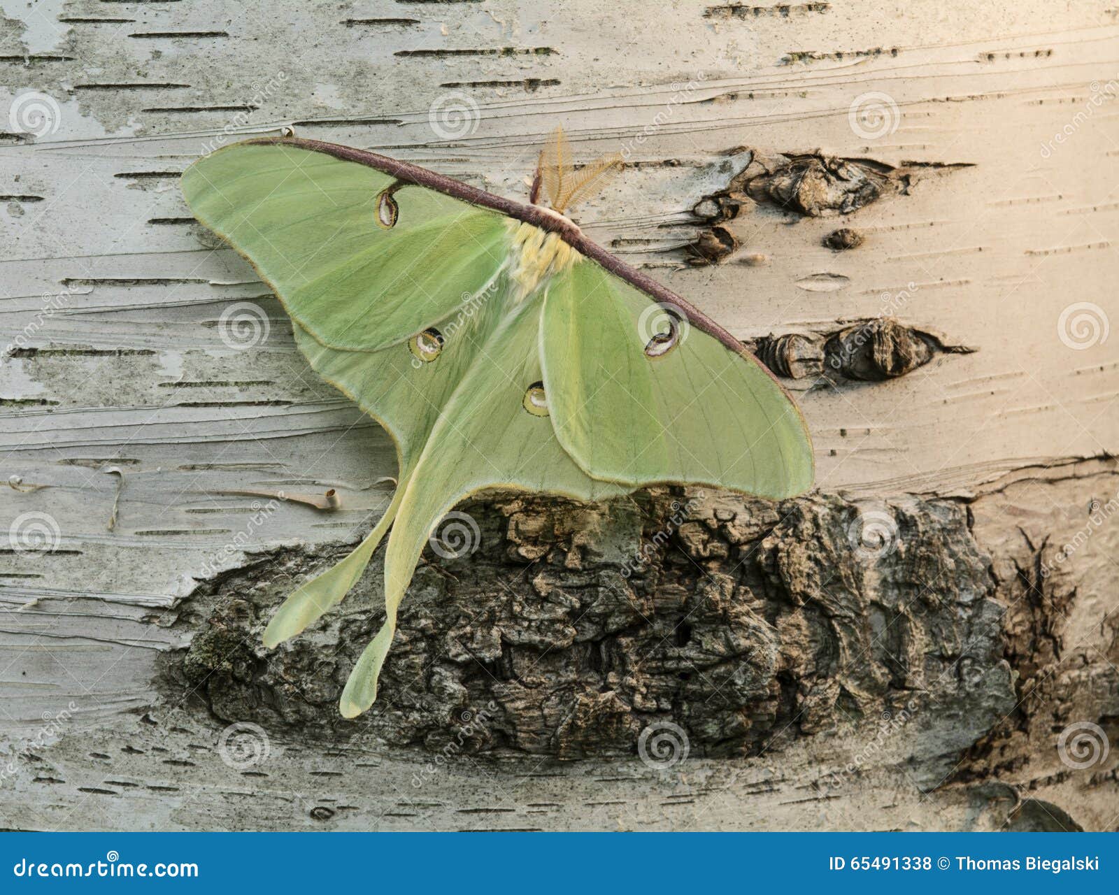 Luna Moth stock photo. Image of resting, wings, insect - 65491338