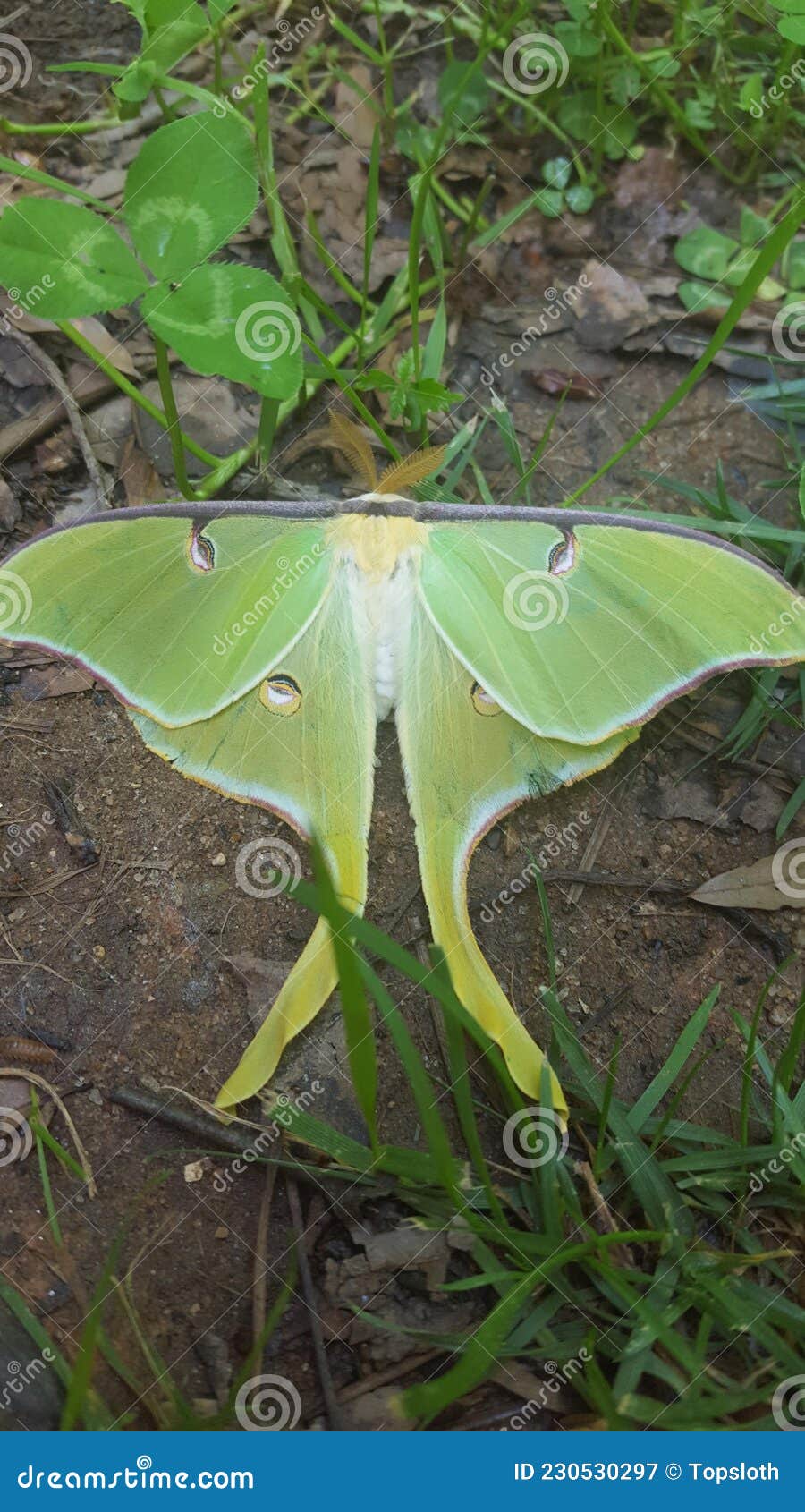 Luna Moth Resting stock image. Image of resting, luna - 230530297