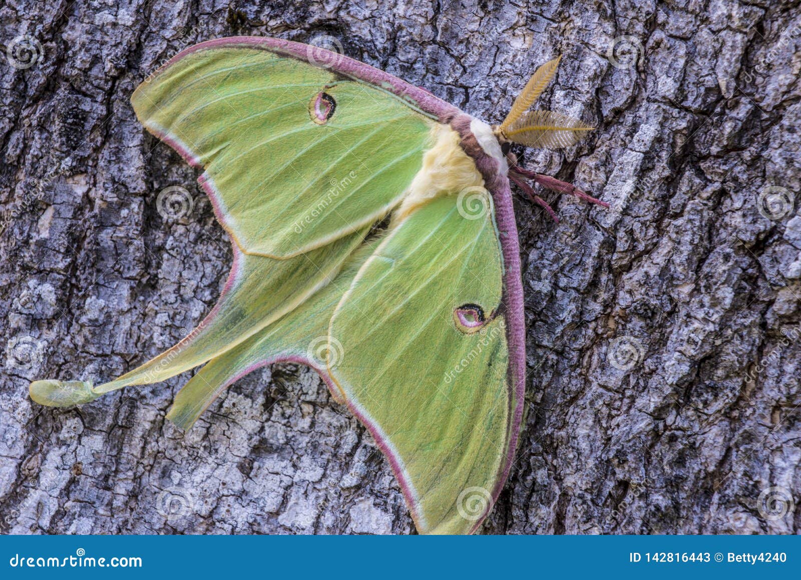 Luna Moth Sits on the Side of a Tree. Stock Image - Image of moth, soft ...