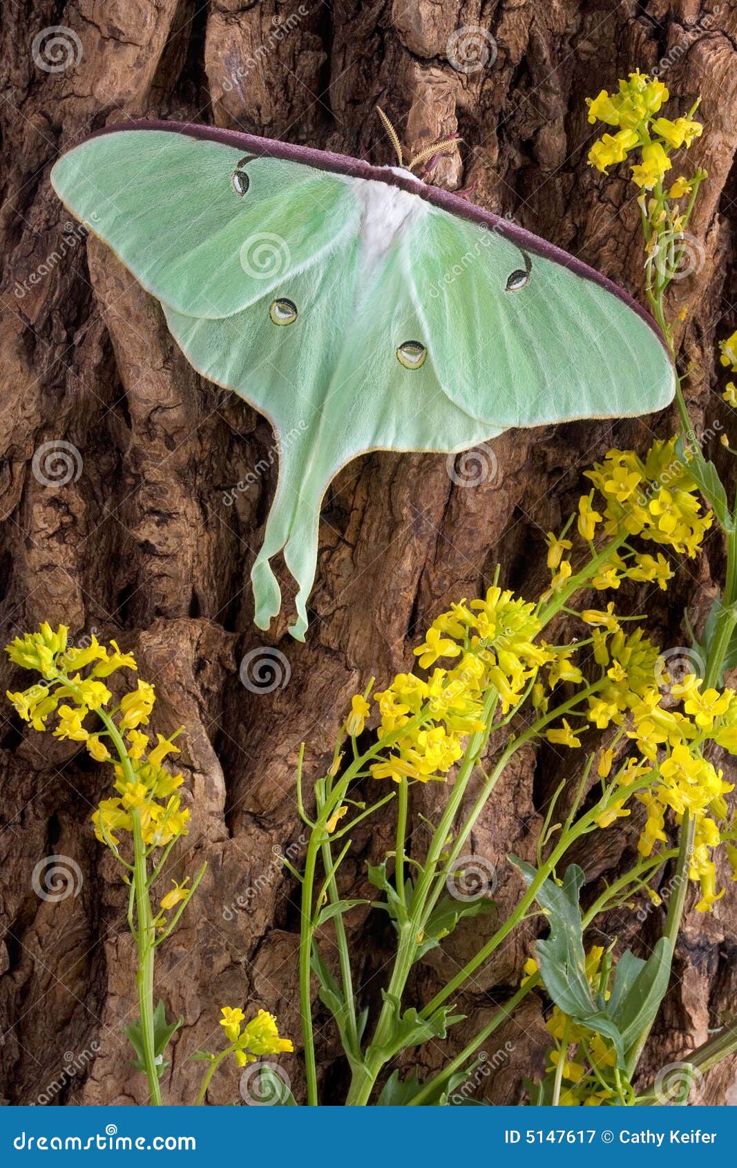 Luna Moth on Tree stock image. Image of wild, insect, arthropod - 5147617