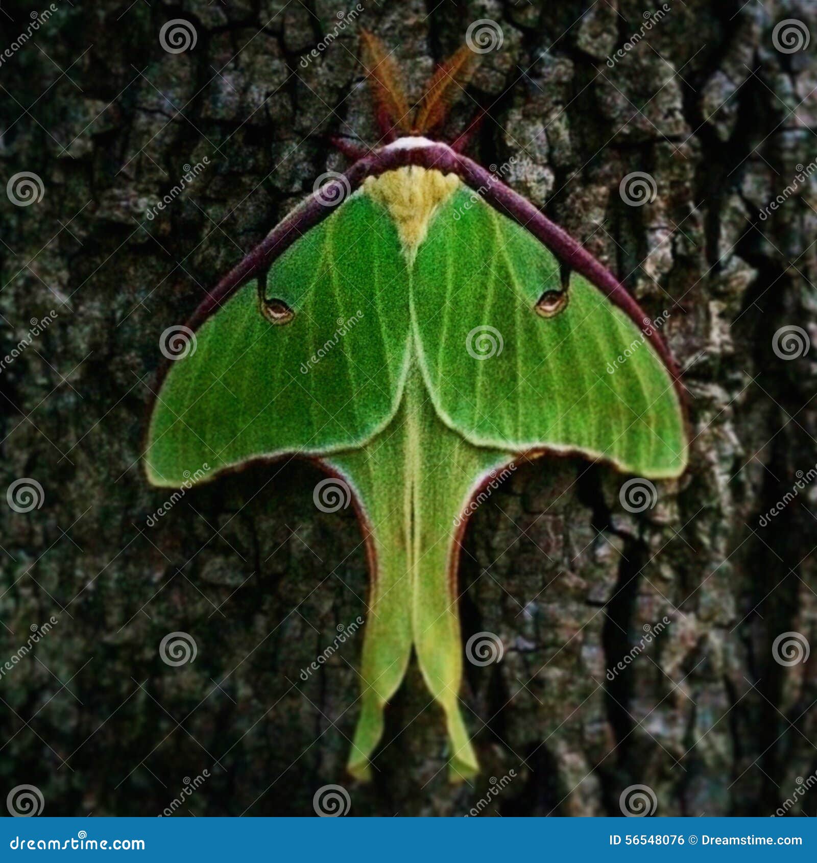 Luna Moth stock photo. Image of forest, dusk, luna, lunamoth - 56548076