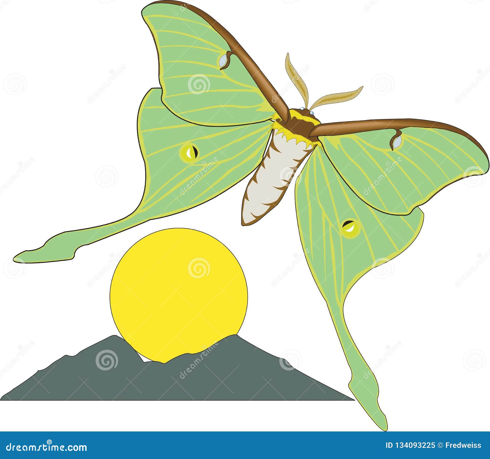 Luna Moth Stock Photo | CartoonDealer.com #2217840