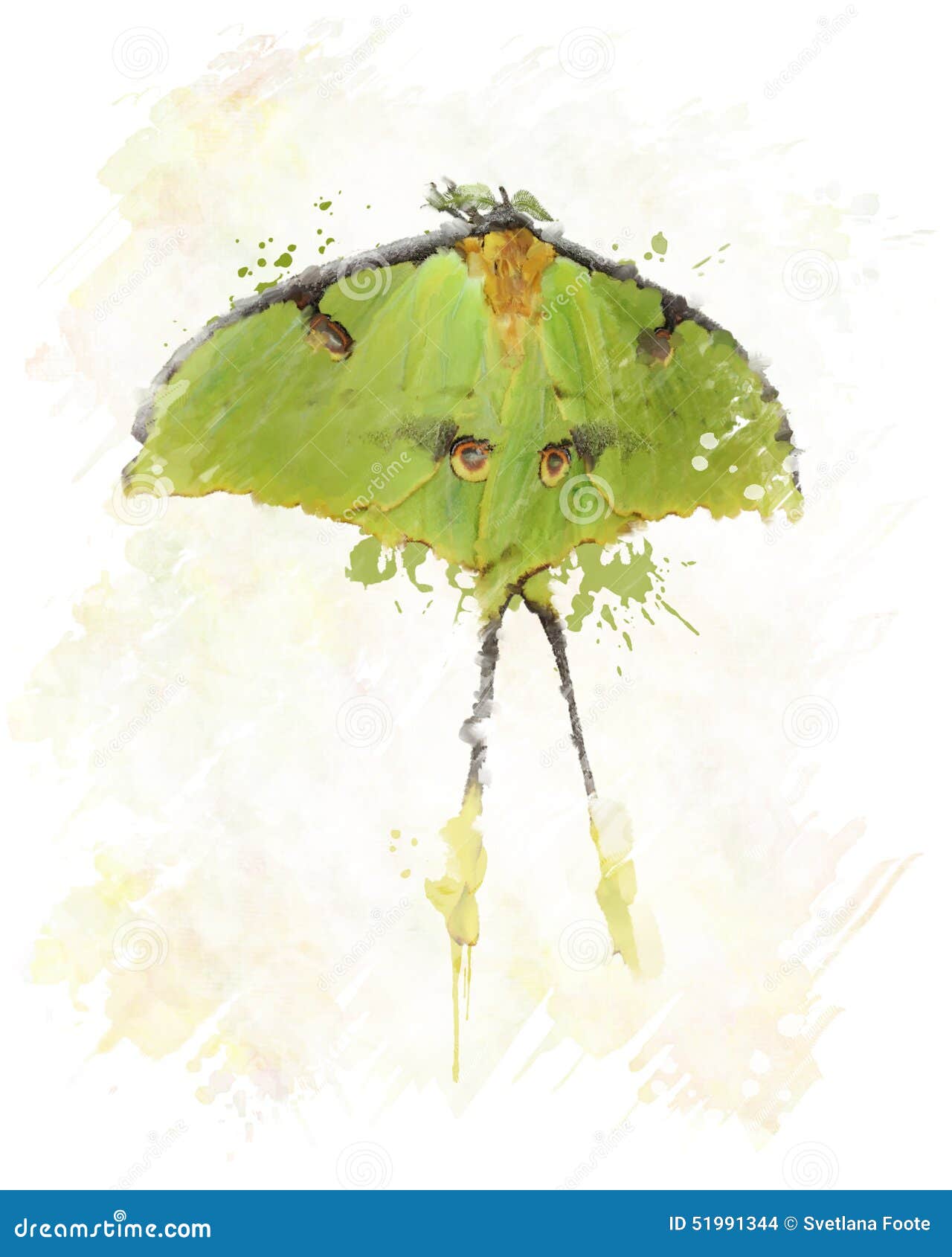Luna Moth Watercolor stock illustration. Illustration of nature - 51991344