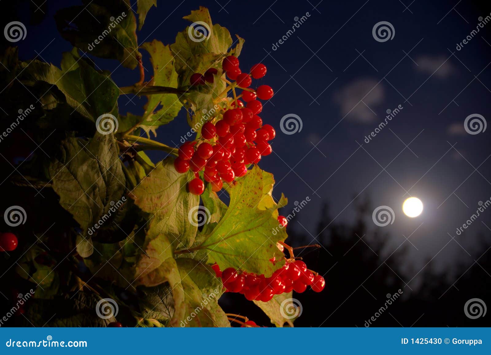 Lunar berries stock photo. Image of night, guelder, wood - 1425430