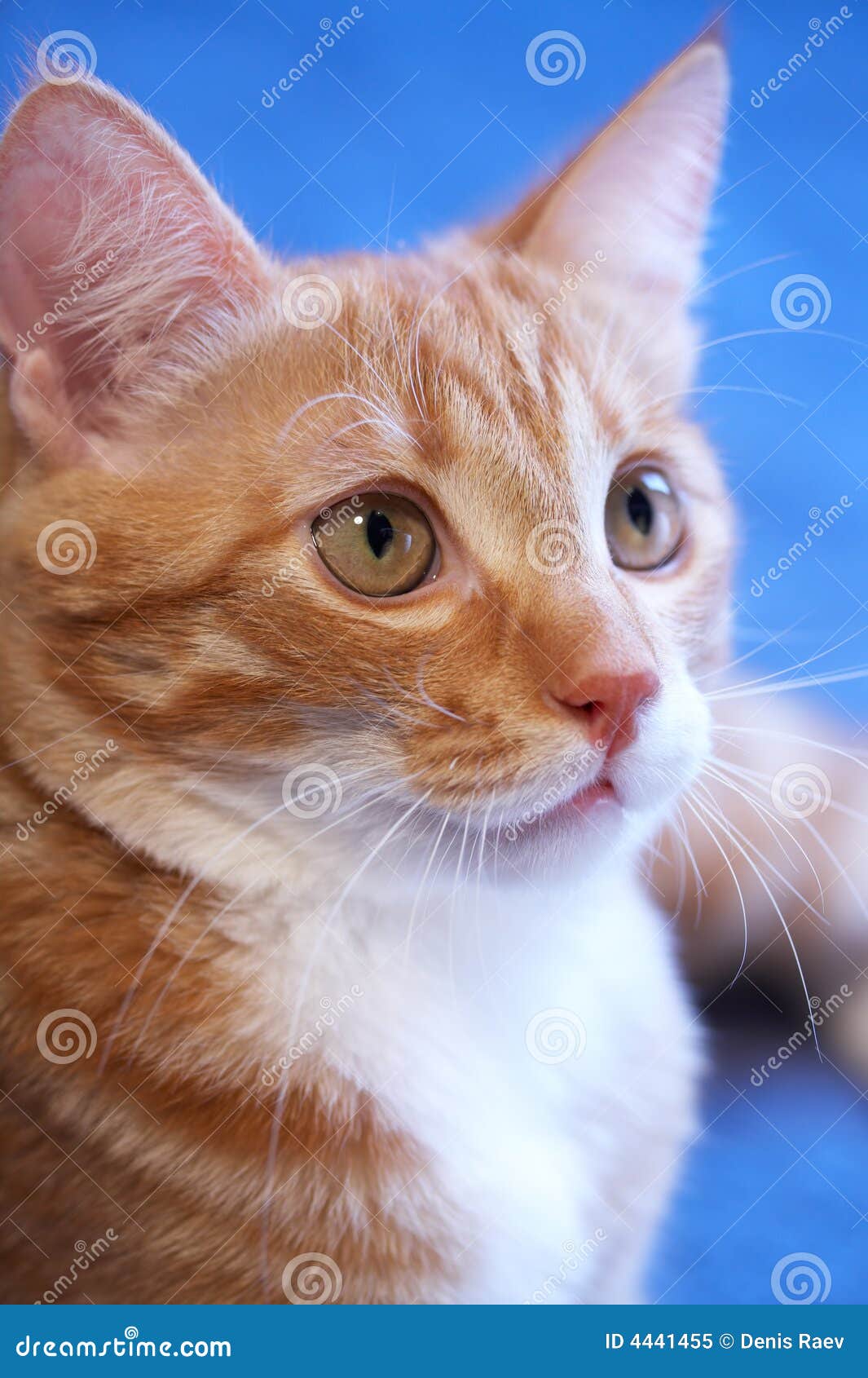 The lunar cat stock image. Image of animals, domestic - 4441455