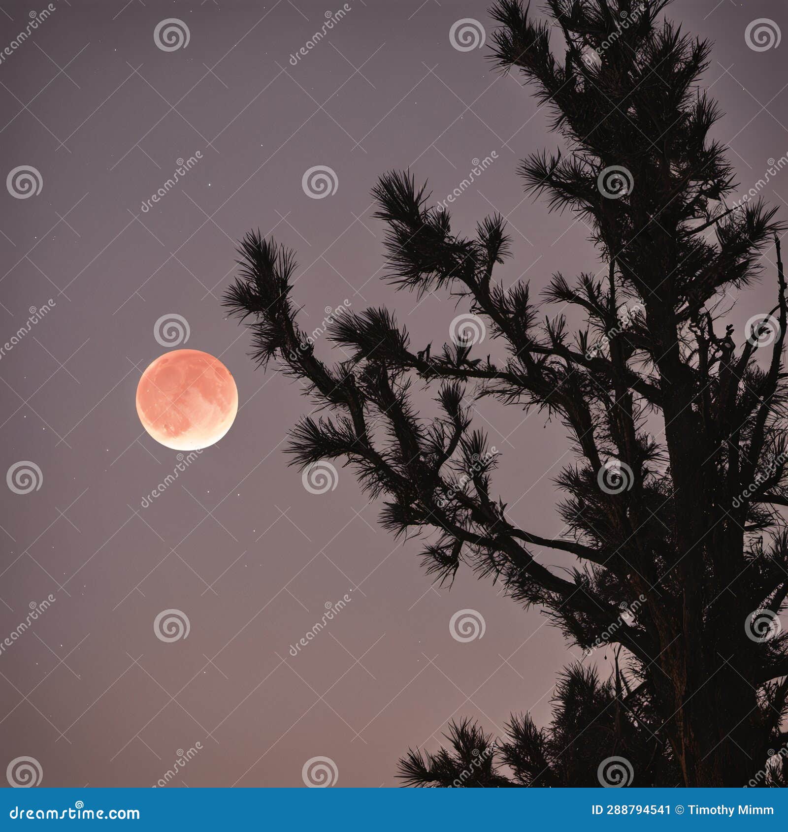 Lunar Eclipse in Tranquil Night Sky with Stars and Tree Stock ...