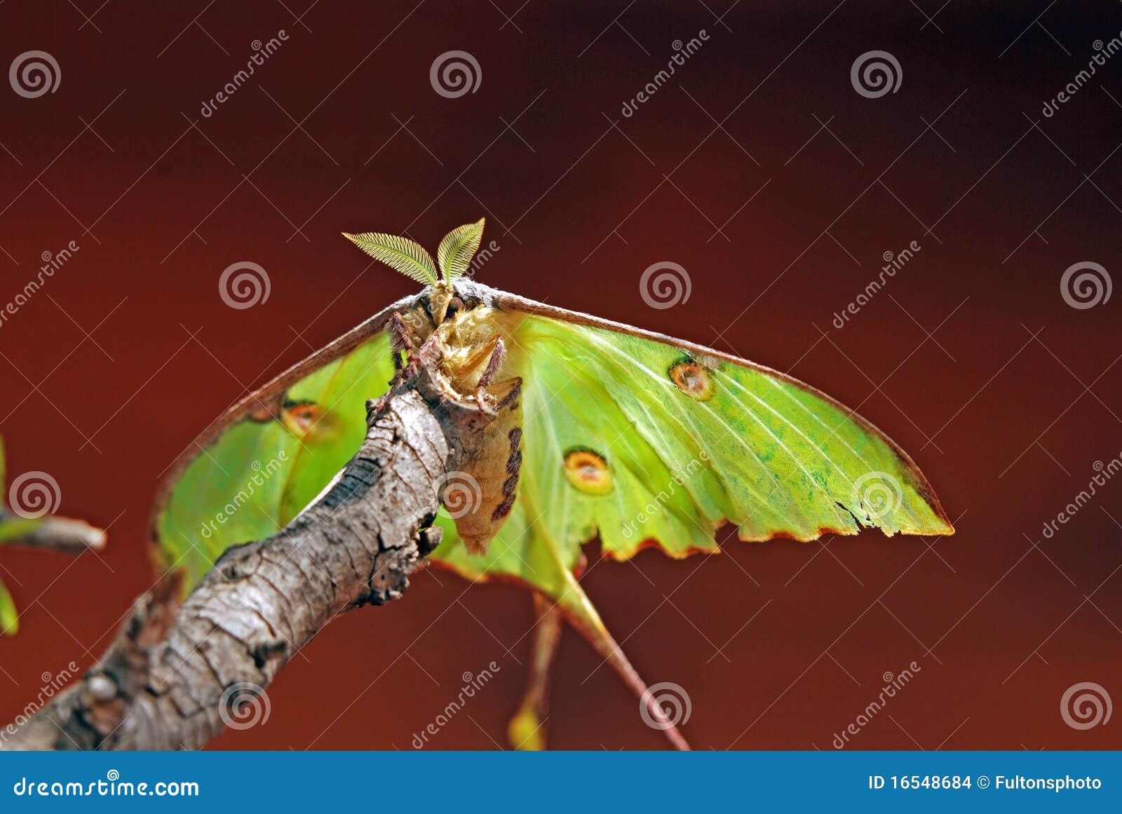 Lunar Moth stock photo. Image of green, nature, insects - 16548684