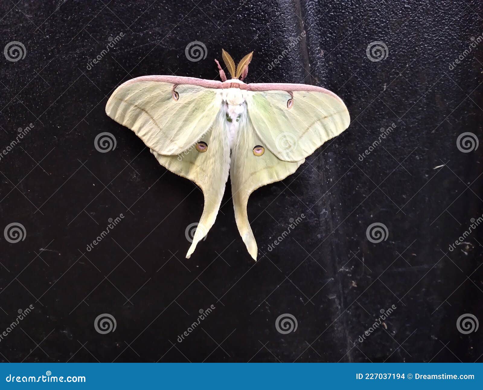 Lunar moth baby stock photo. Image of moths, moth, baby - 227037194