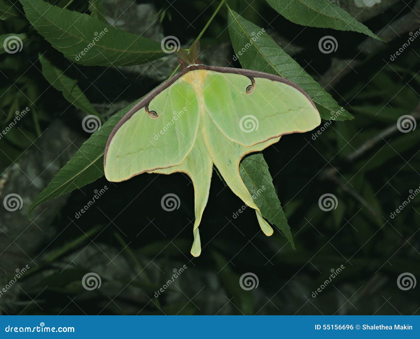 Lunar moth stock photo. Image of eggs, moth, green, lunar - 55156696
