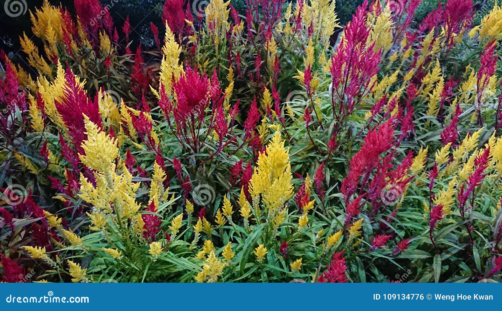 Lunar New Year flower stock photo. Image of colourful - 109134776