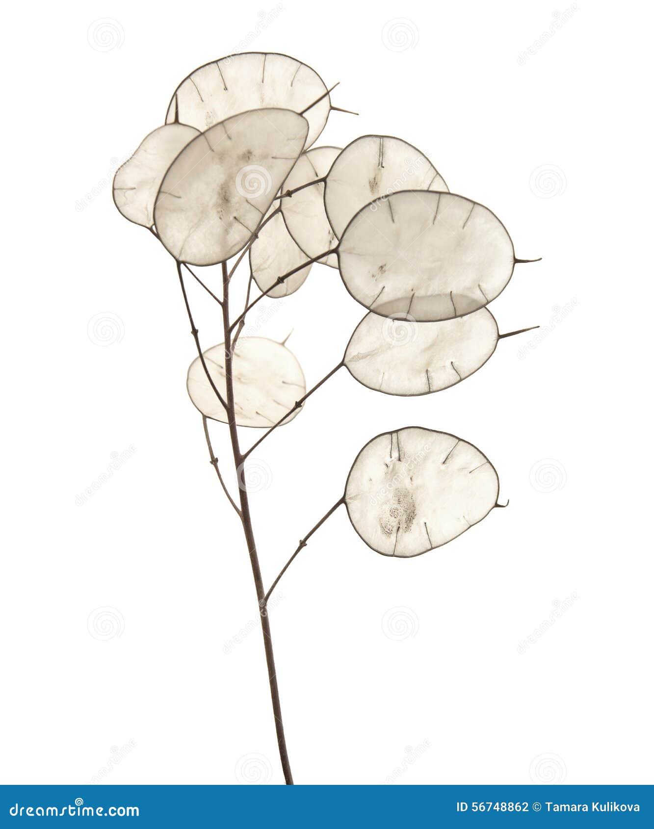 Lunaria Annua, Silver Dollar Plant Stock Photo - Image of floral, shape ...