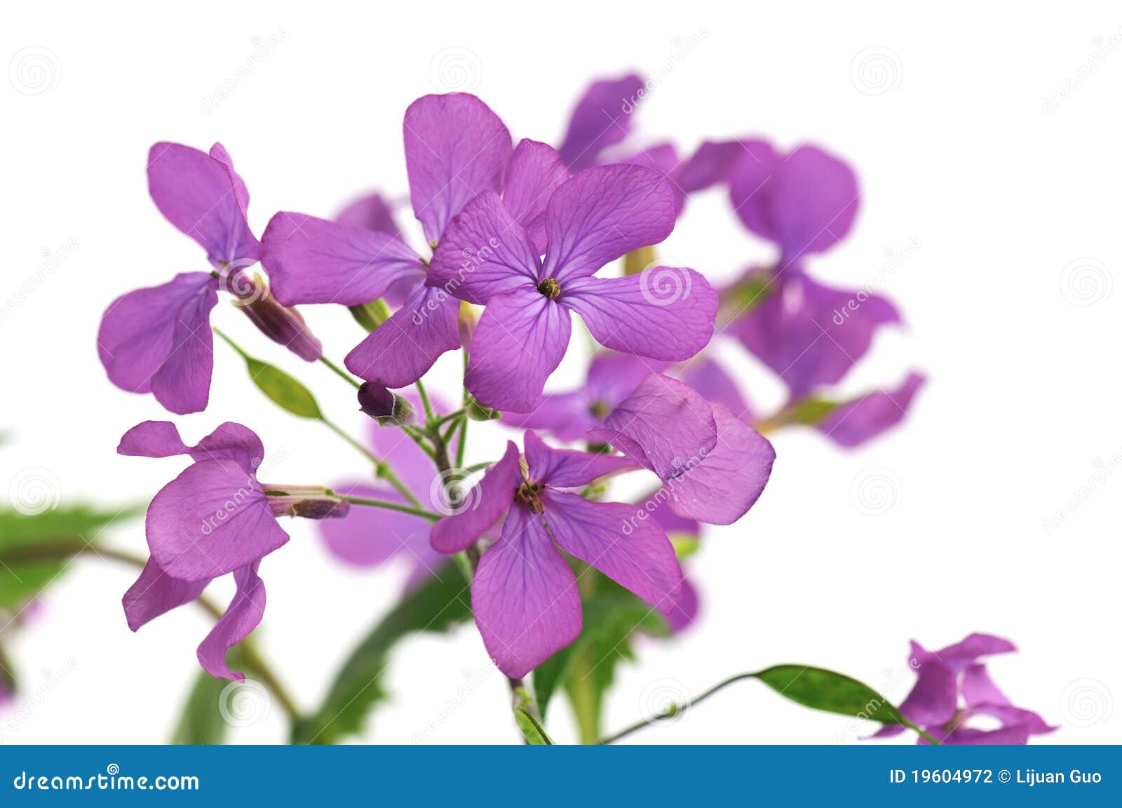 Lunaria, Flower Stage Honesty Stock Photo - Image of blossom, moonwort ...