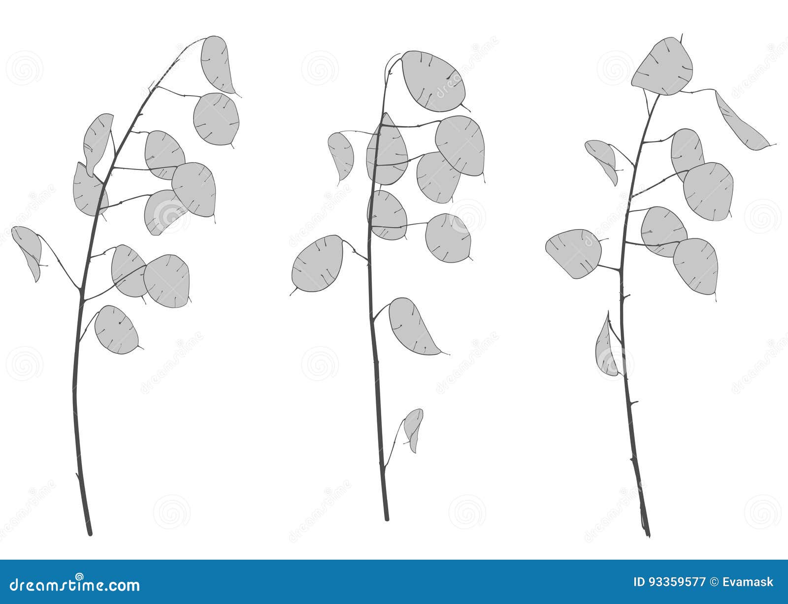 Lunaria stock vector. Illustration of silver, dollar - 93359577