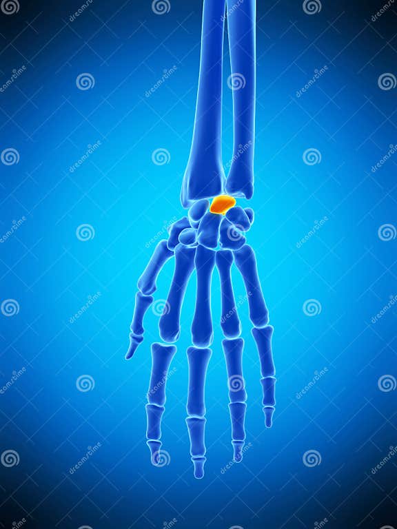 The lunate bone stock illustration. Illustration of posterior - 73211932