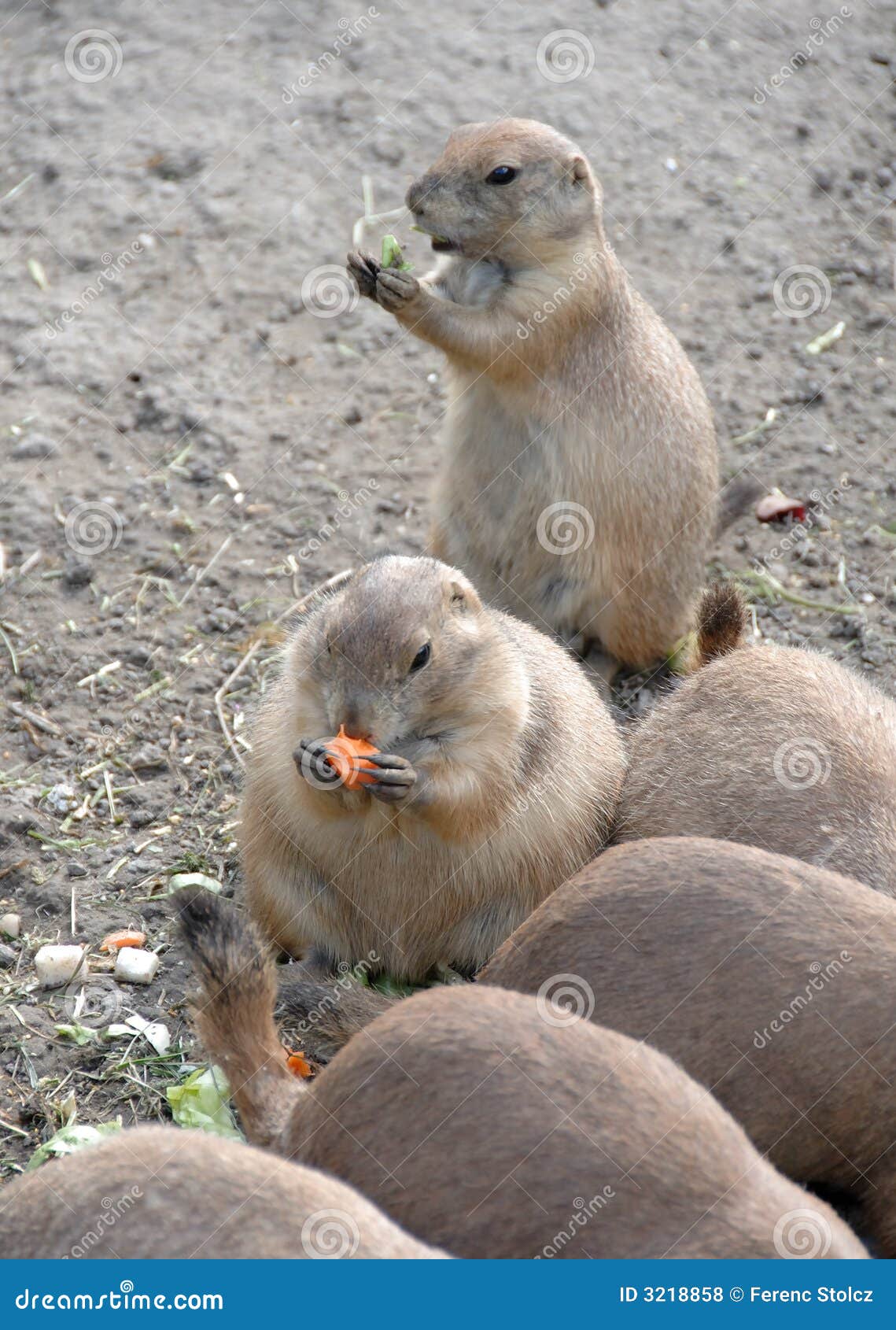 Lunch stock photo. Image of nature, hands, animal, summer - 3218858
