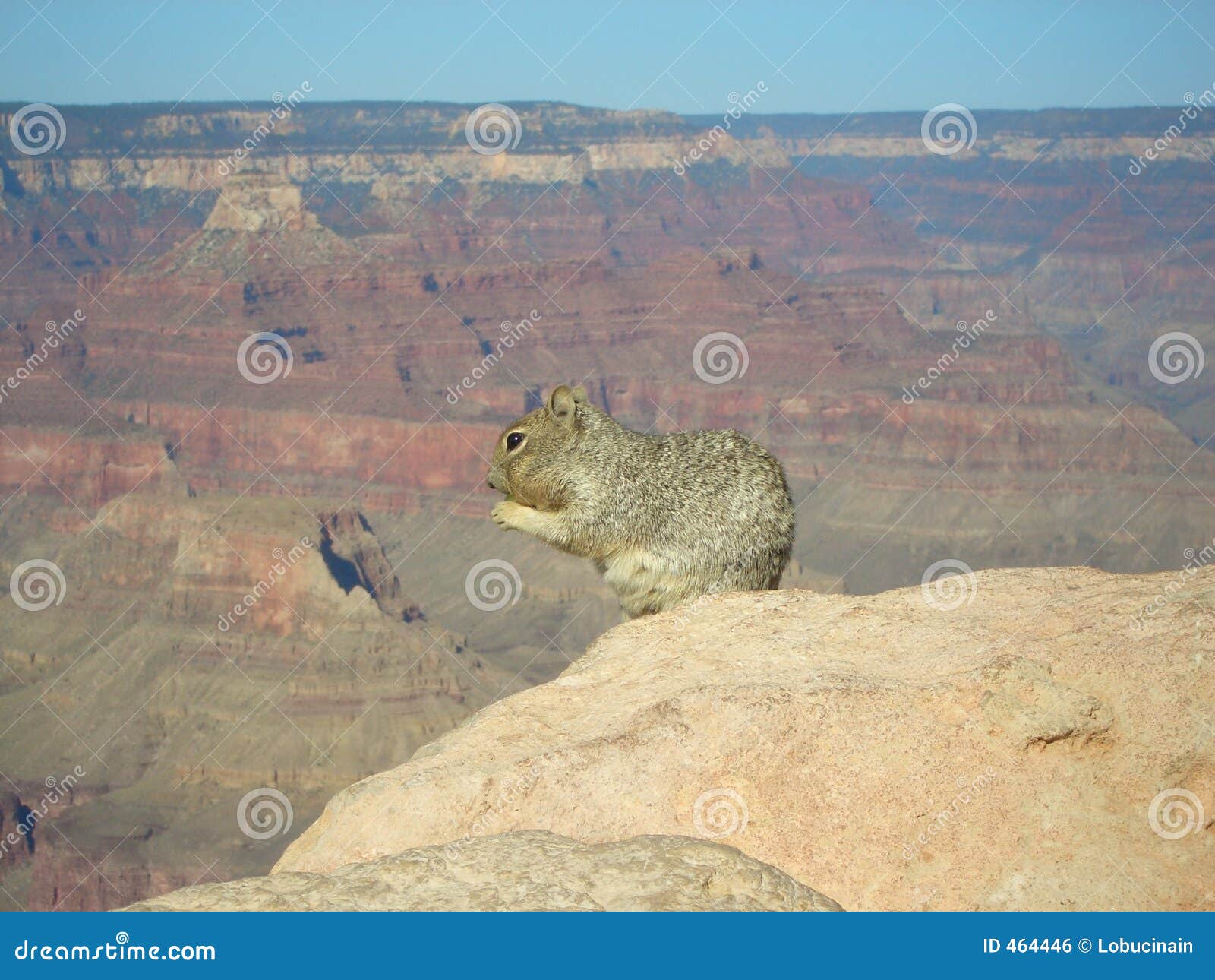 Lunch stock photo. Image of arizona, snack, mammal, hike - 464446