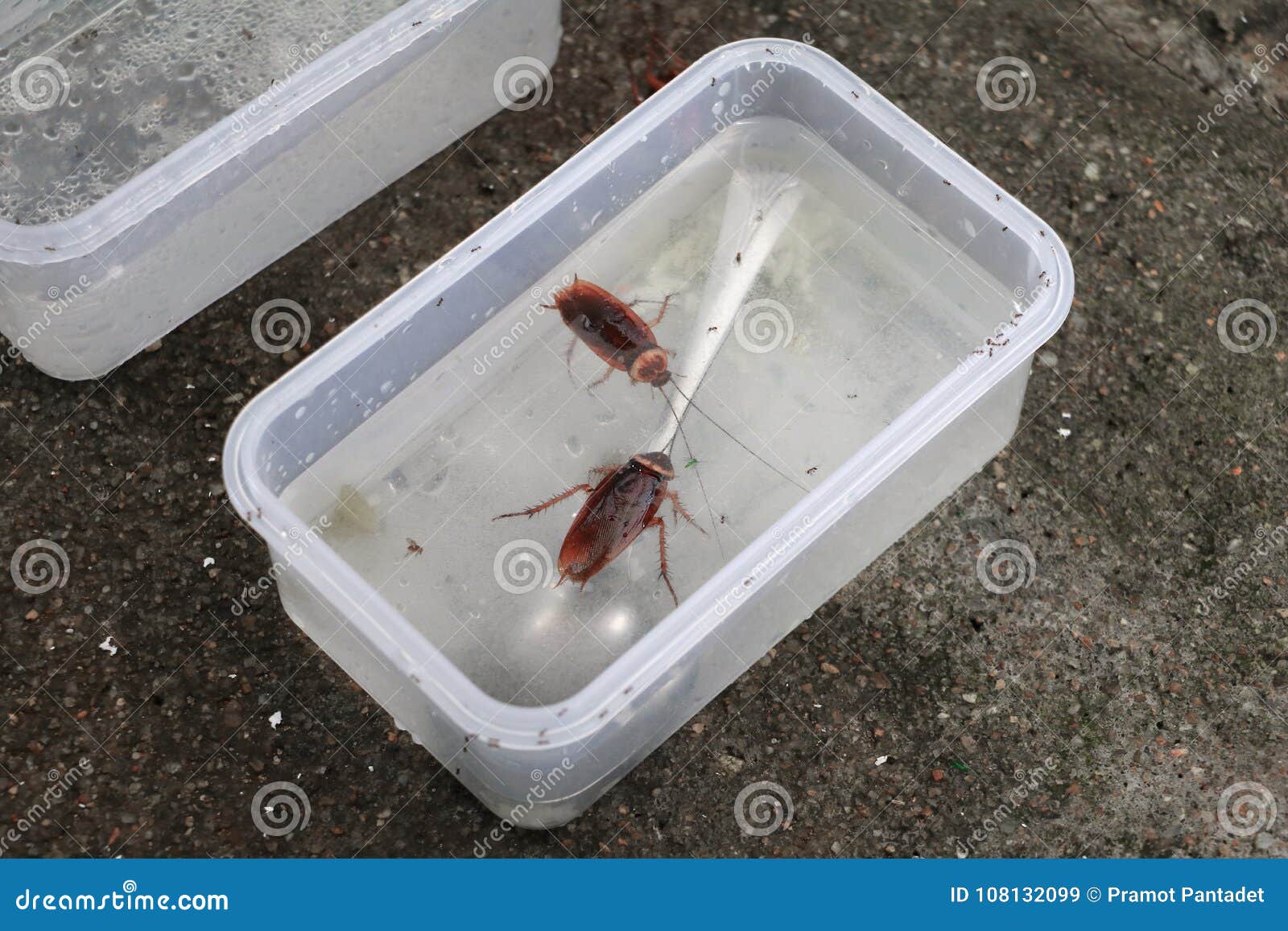 Lunch Box Which Has Cockroache Dead in Water Stock Image - Image of ...