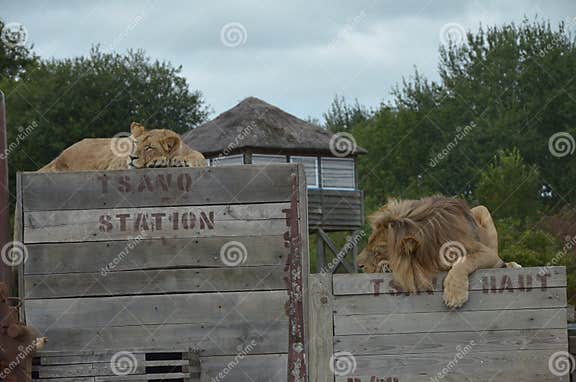 Lunch Break with the Lions on Train Stock Image - Image of africa ...