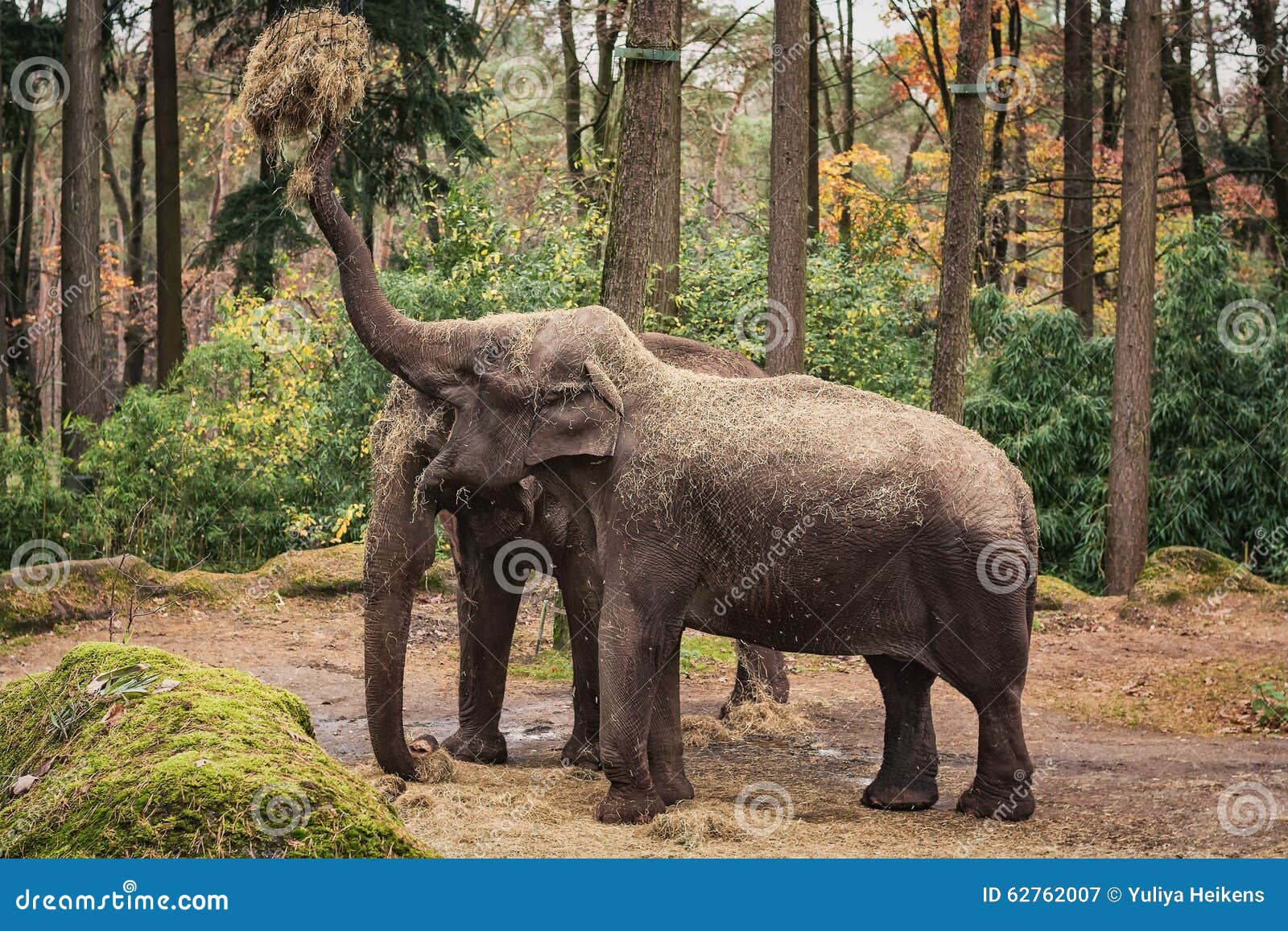 Lunch for elephants. stock image. Image of snack, work - 62762007