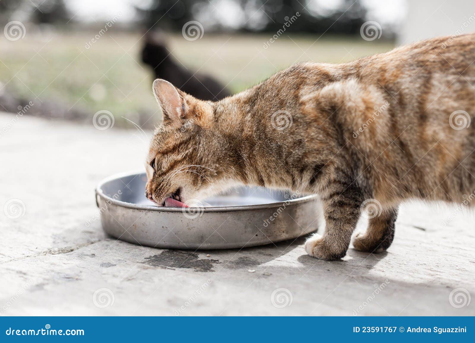 Lunch of my cat stock image. Image of purr, fuzzy, whisker - 23591767