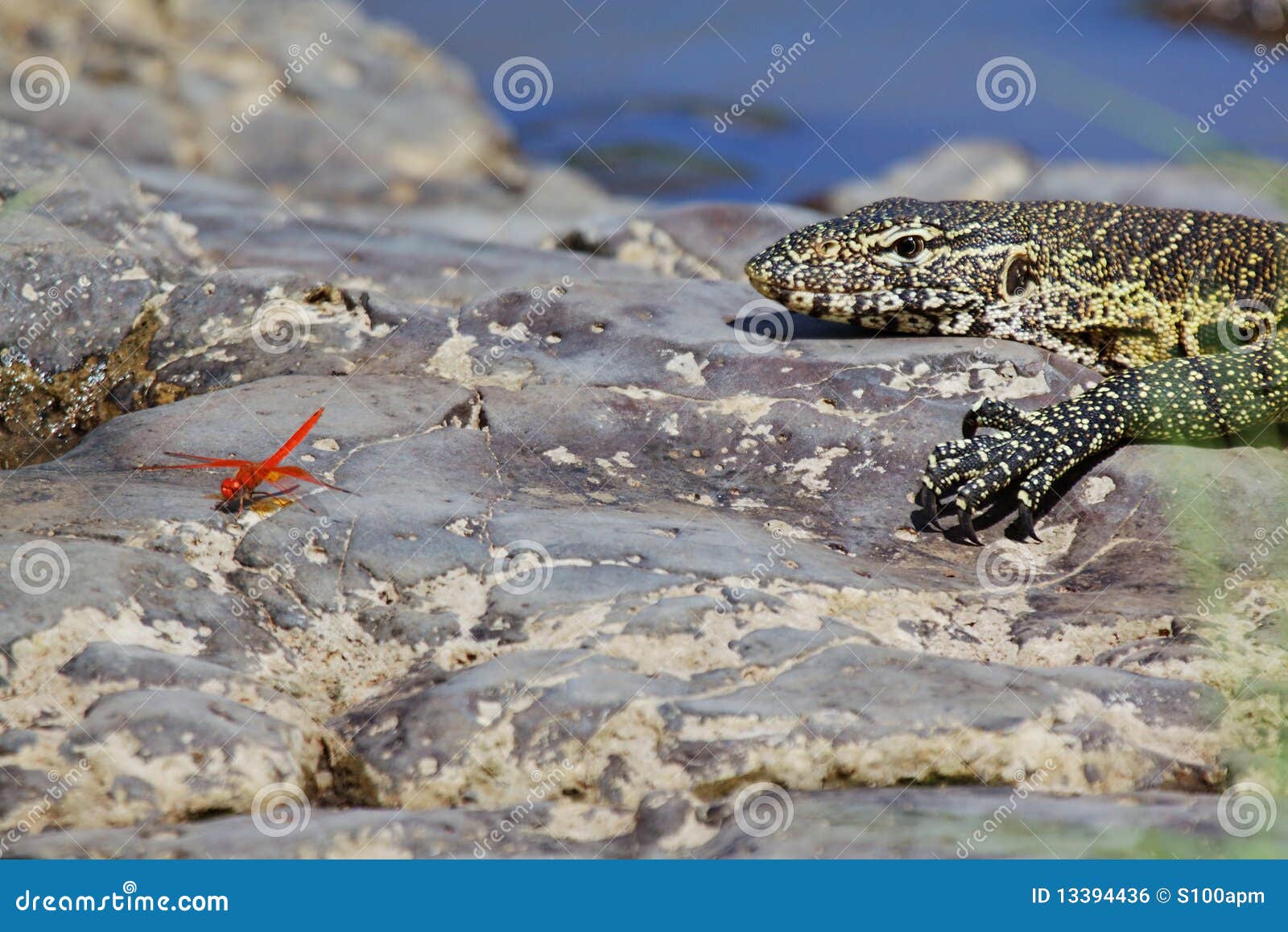 Lunch is served stock photo. Image of lizard, predator - 13394436