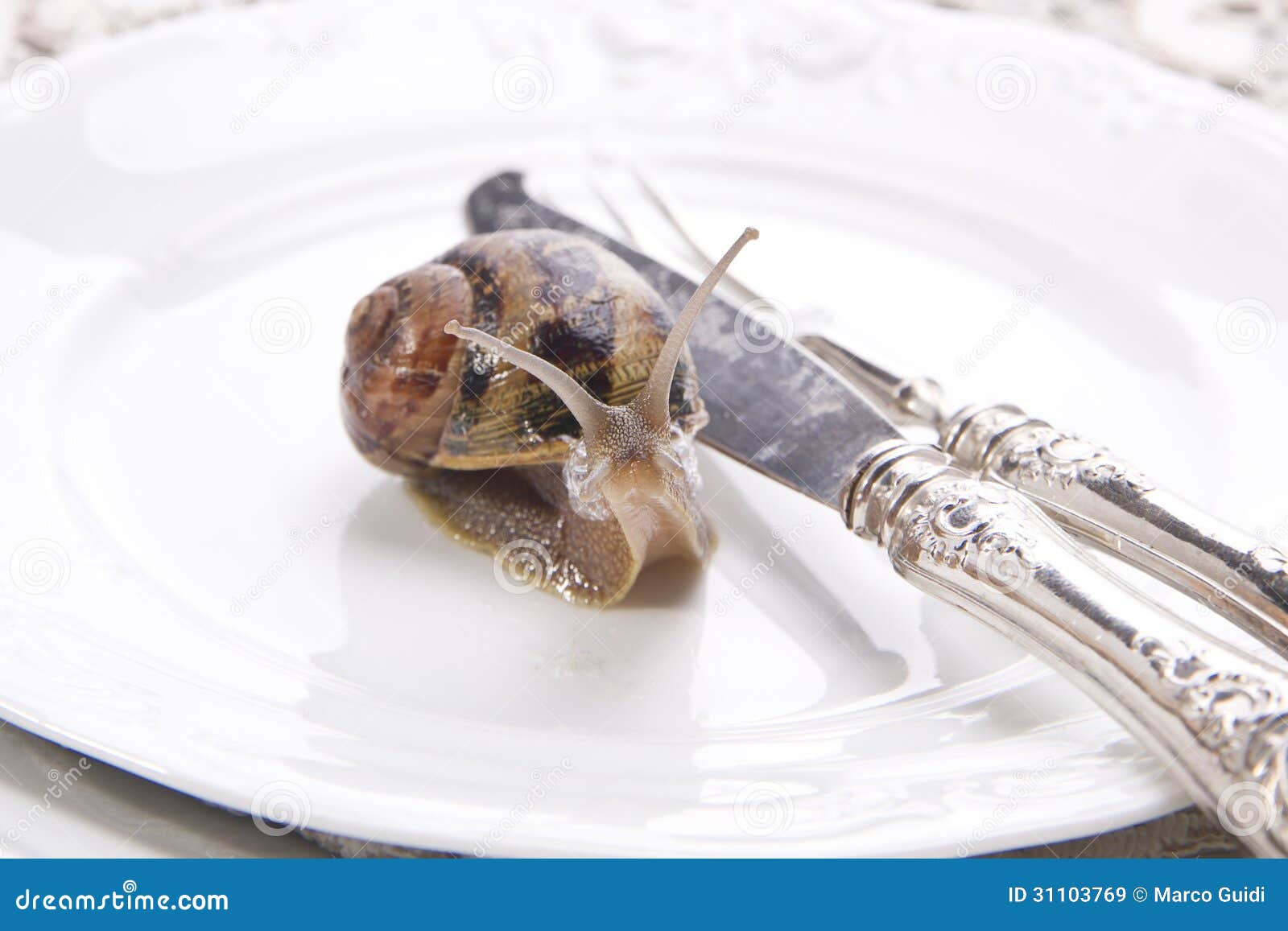 Lunch of Snails stock image. Image of shell, snail, rate - 31103769