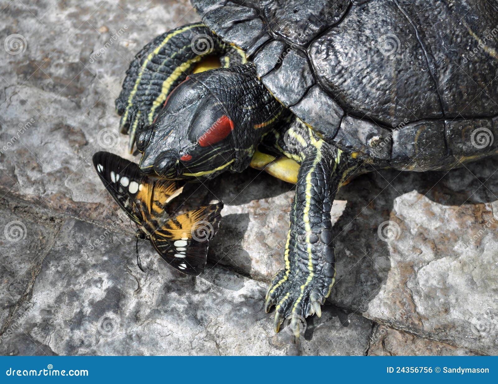 Lunch time stock photo. Image of animal, eating, turtle - 24356756