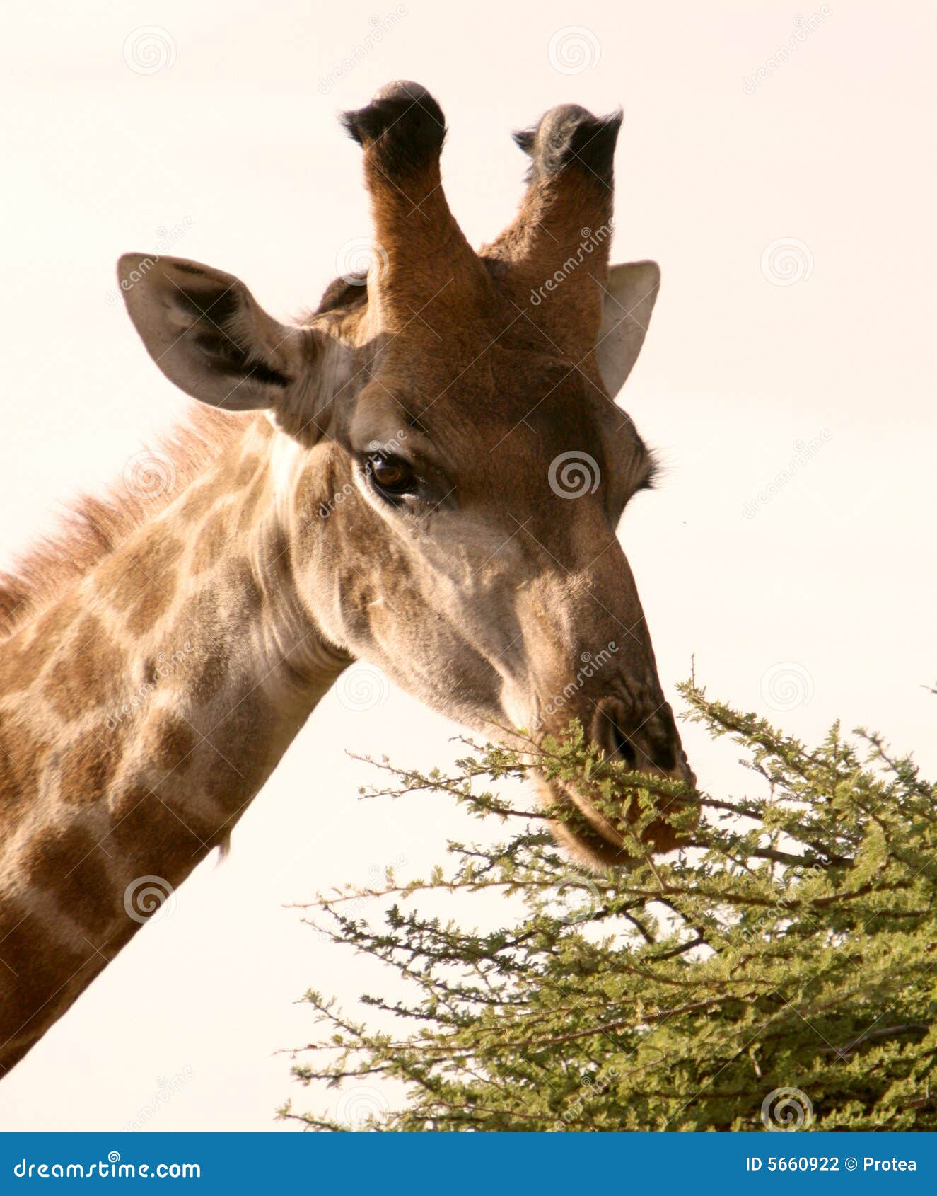 African Giraffe In A Wildlife Park Showing Its Long Tongue Eating A ...