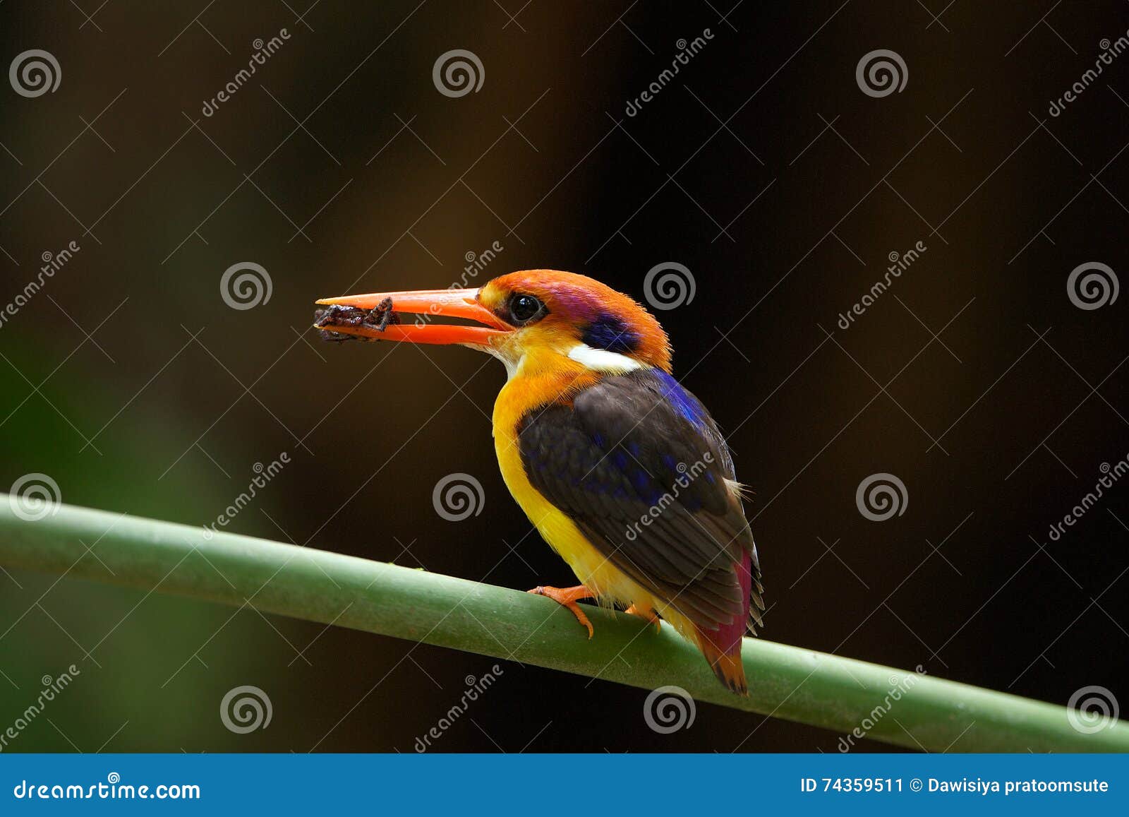 Black-backed Kingfisher stock image. Image of wallpaper - 74359511
