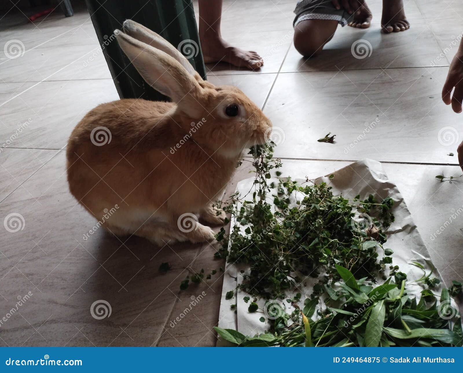 Lunch time for Rabbit stock image. Image of squirrel - 249464875