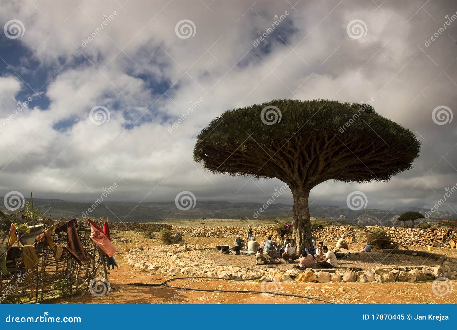 Lunch under Dragon Tree editorial image. Image of trunk - 17870445