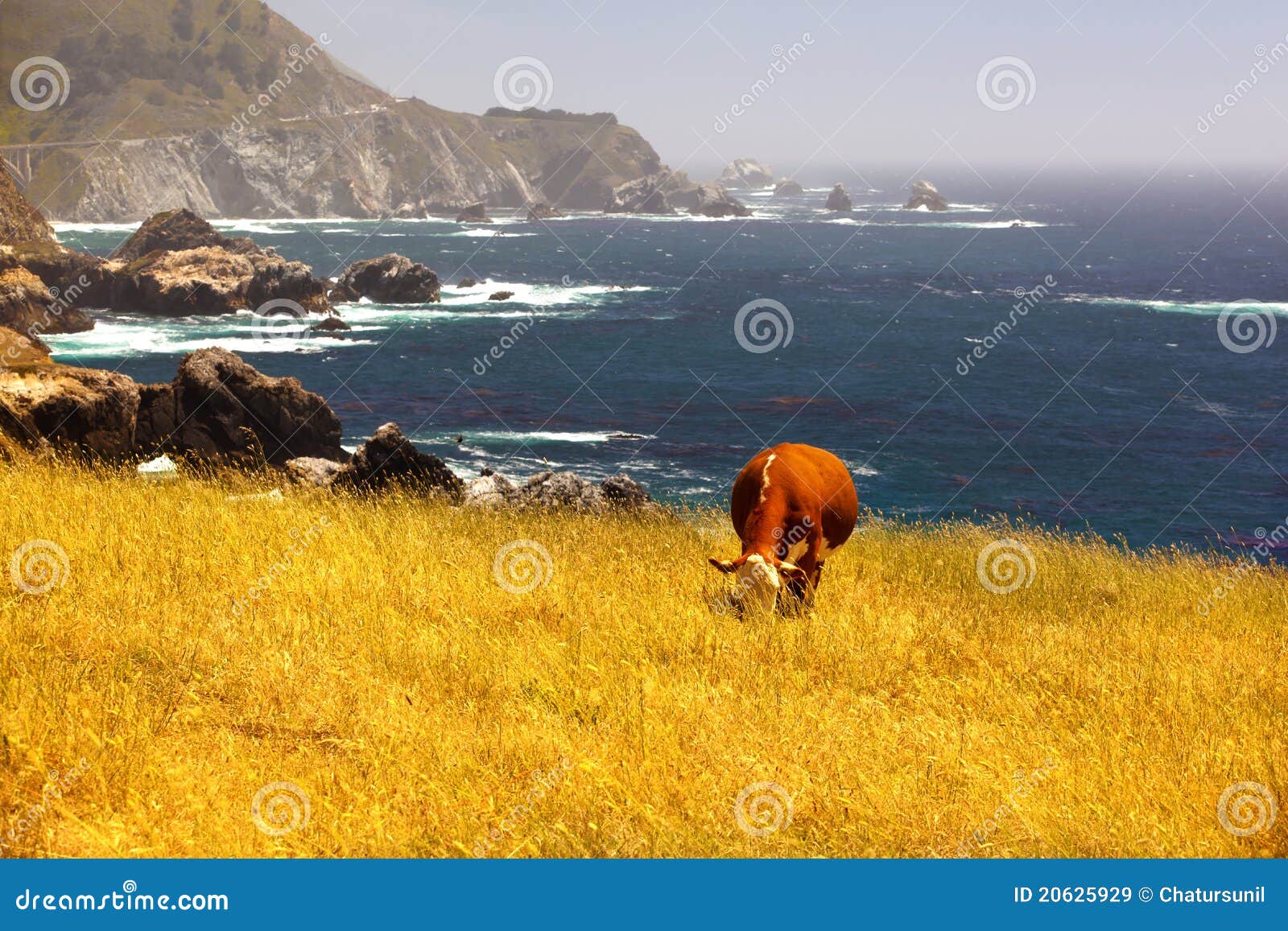 Lunchtime stock image. Image of ocean, grazing, bovine - 20625929