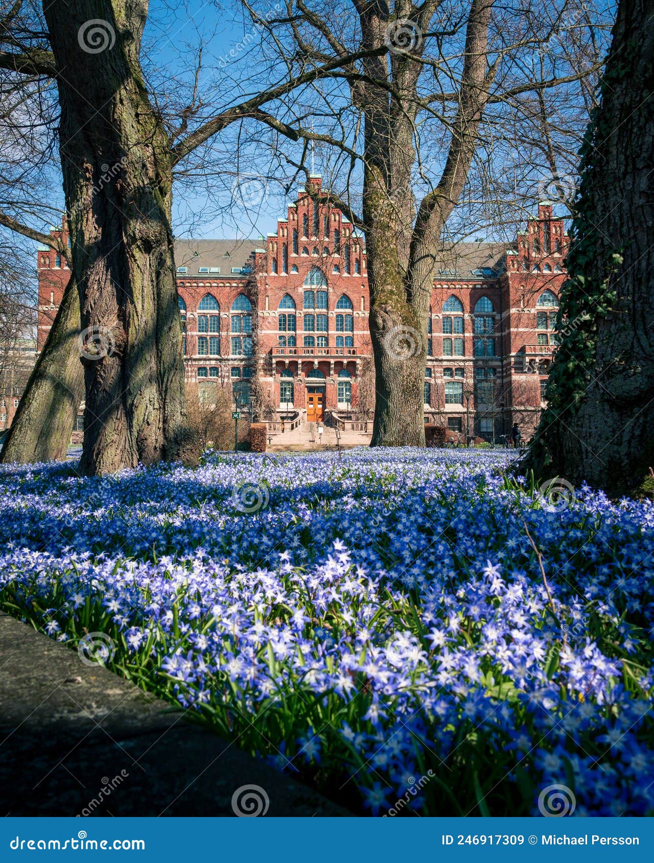 Lund University Library in Front of a Bed of Blue Spring Flowers Stock ...
