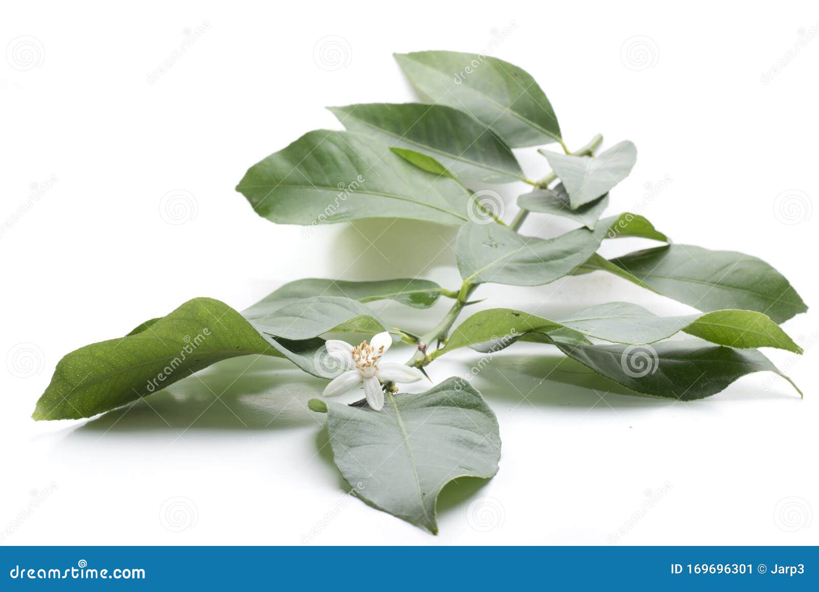 Lunero lemon branch stock image. Image of nature, flower - 169696301 Lunero lemon branch stock image. Image of nature, flower - 169696301