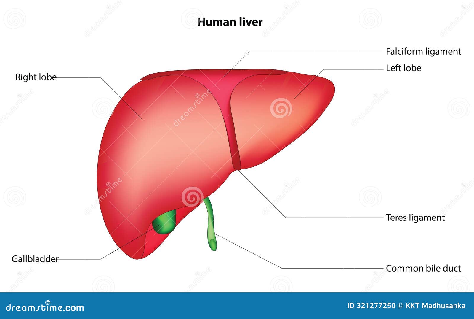 Labeled Liver Anatomy Vector Illustration | CartoonDealer.com #321277250