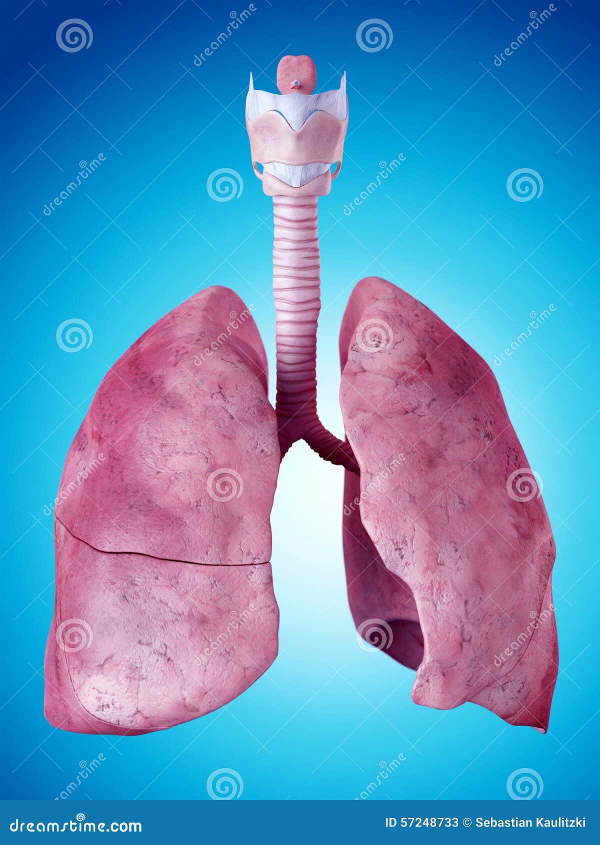 The lung anatomy stock illustration. Illustration of anterior - 57248733