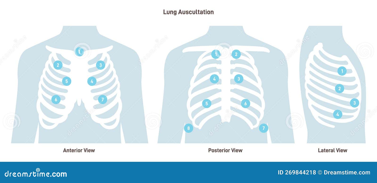 Lung Auscultation. Thorax Anterior, Posterior, Lateral Position Stock ... Lung Auscultation. Thorax Anterior, Posterior, Lateral Position Stock ...