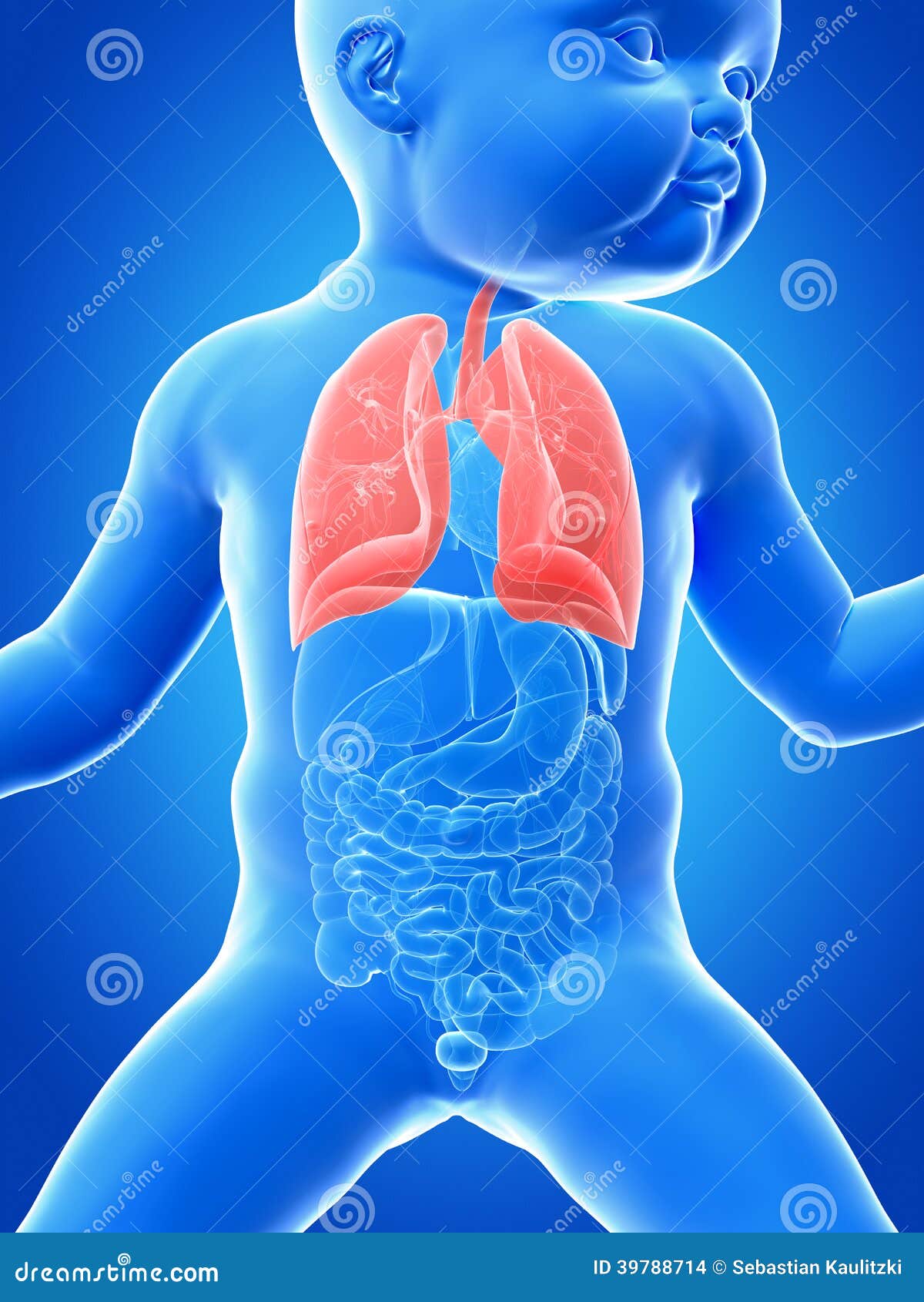 The lung of a baby stock illustration. Illustration of inflammation ...