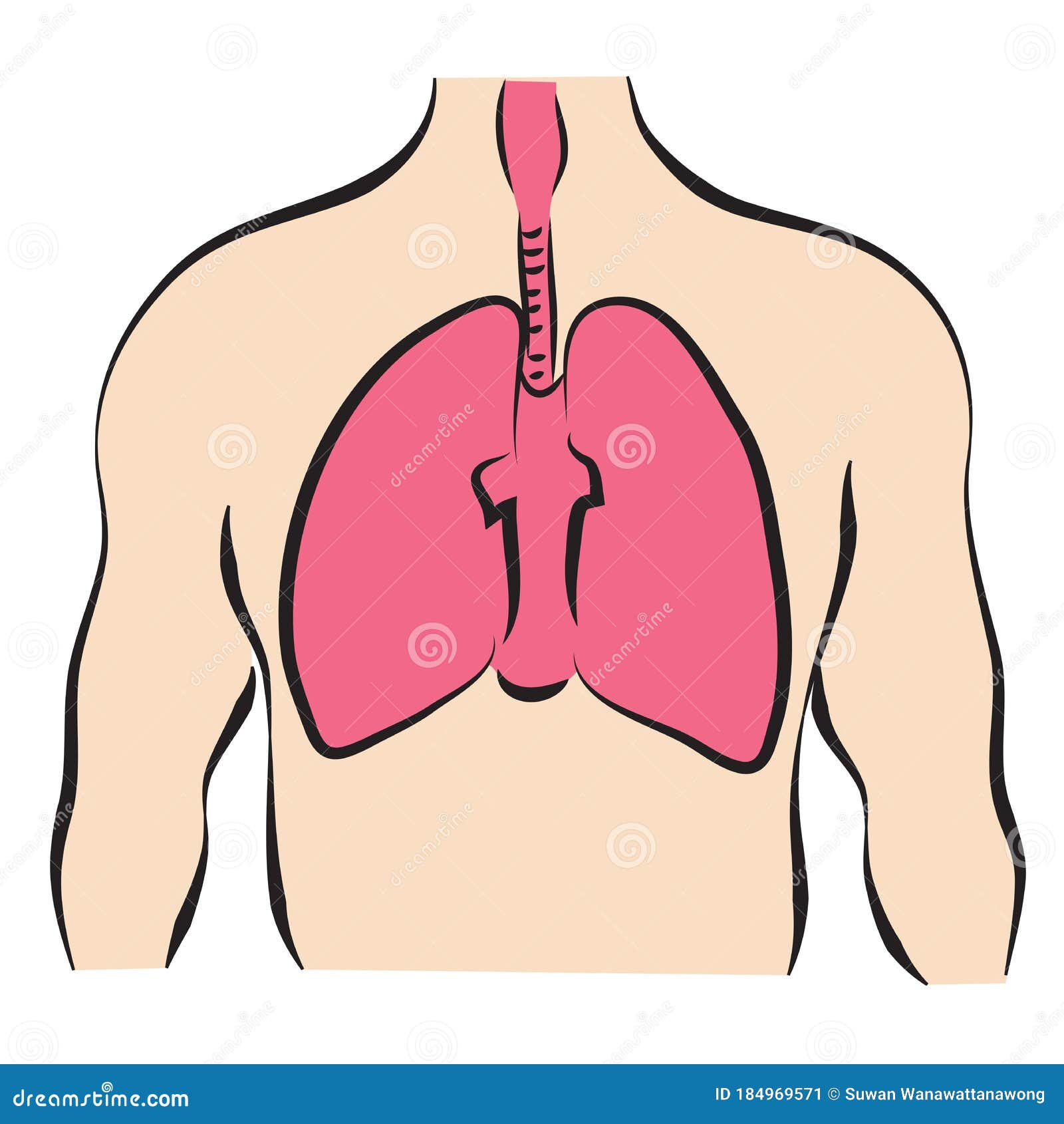 Lung and Body Shape of Human Vector Isolated on White Background. Stock ...
