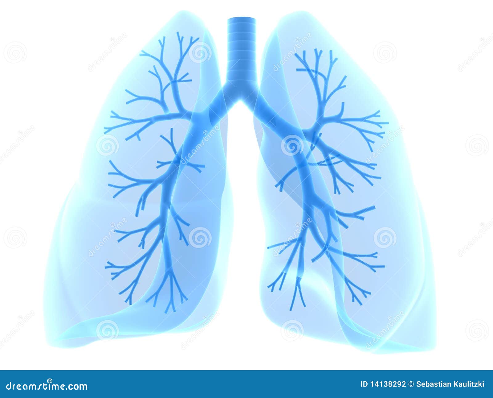 Lung and bronchi stock illustration. Illustration of drawing - 14138292