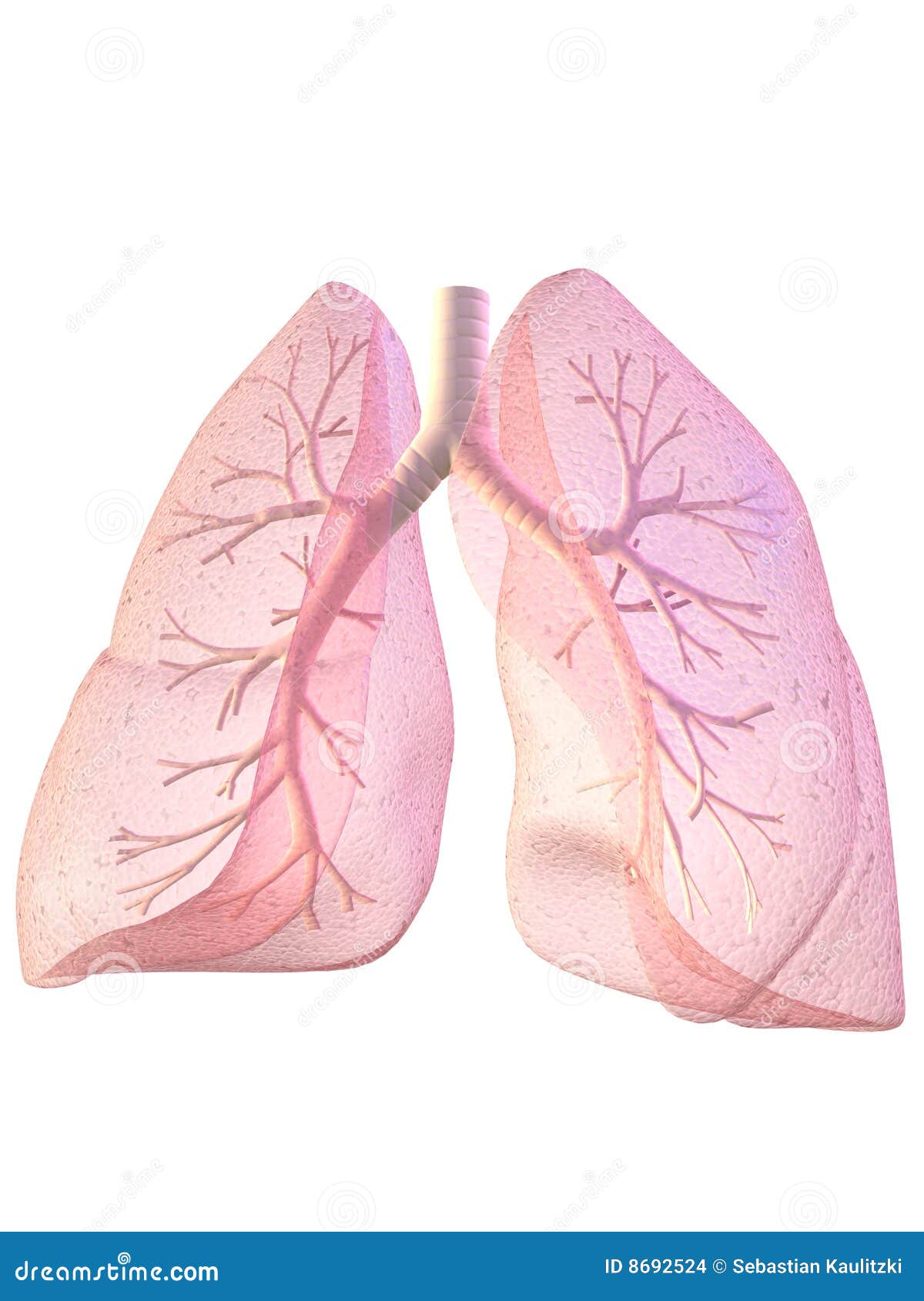 The Bronchi Royalty-Free Illustration | CartoonDealer.com #165082860