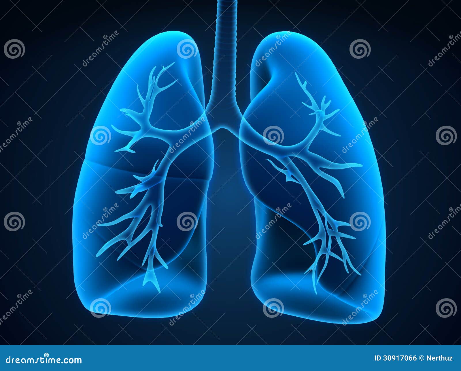 Lung and Bronchi stock illustration. Illustration of colon - 30917066