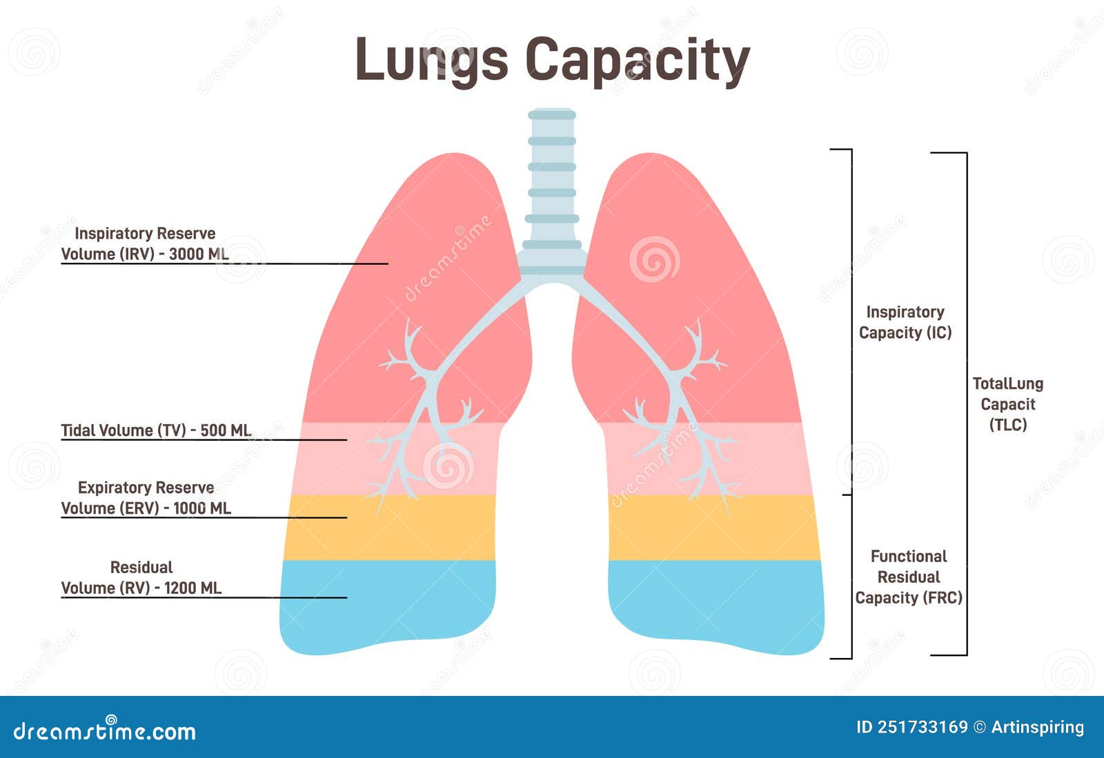 Lung Capacity. Lung Volume of Air in the Lungs at Different Phases ...