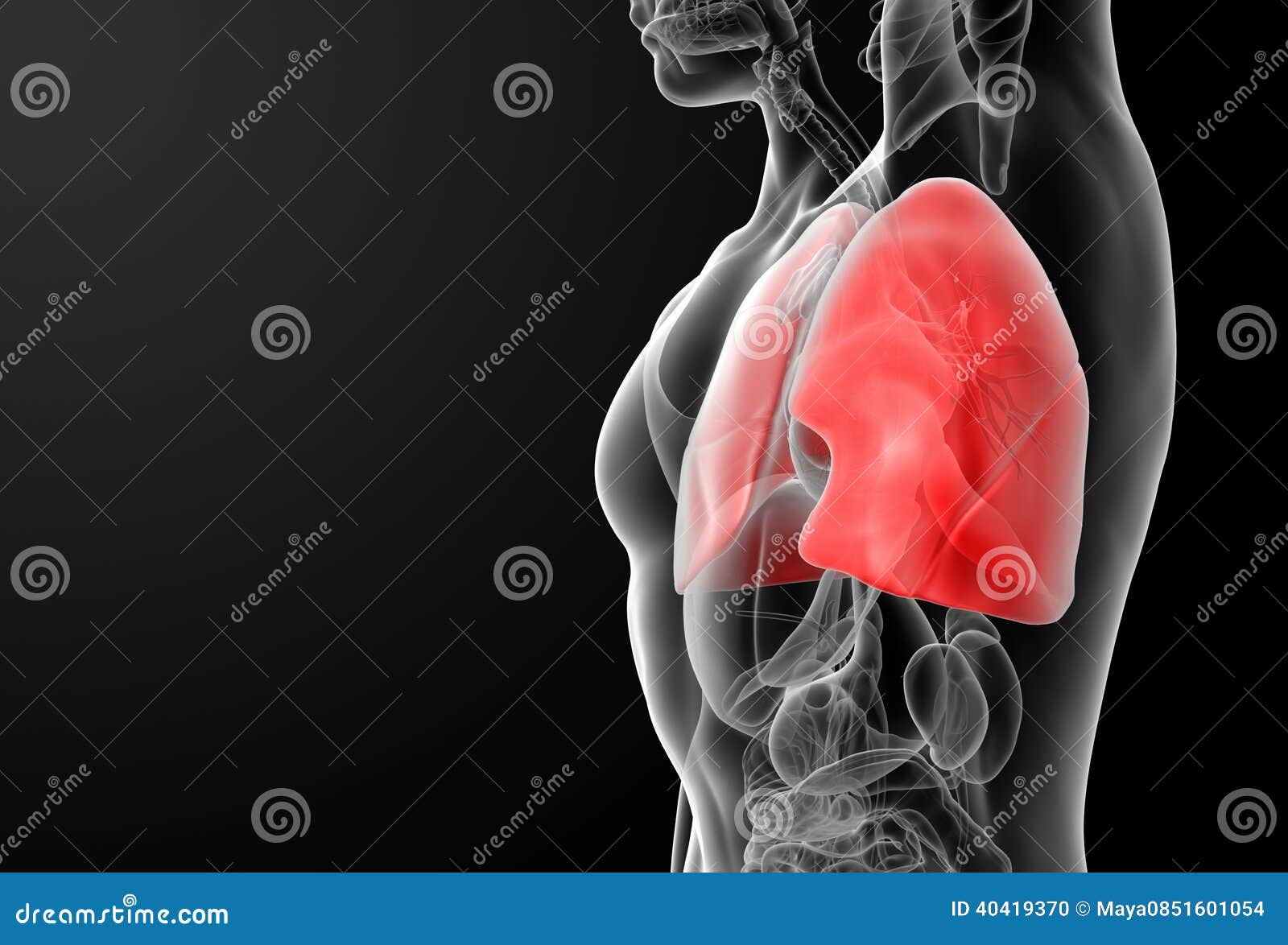 Lung stock illustration. Illustration of male, pulmonary - 40419370