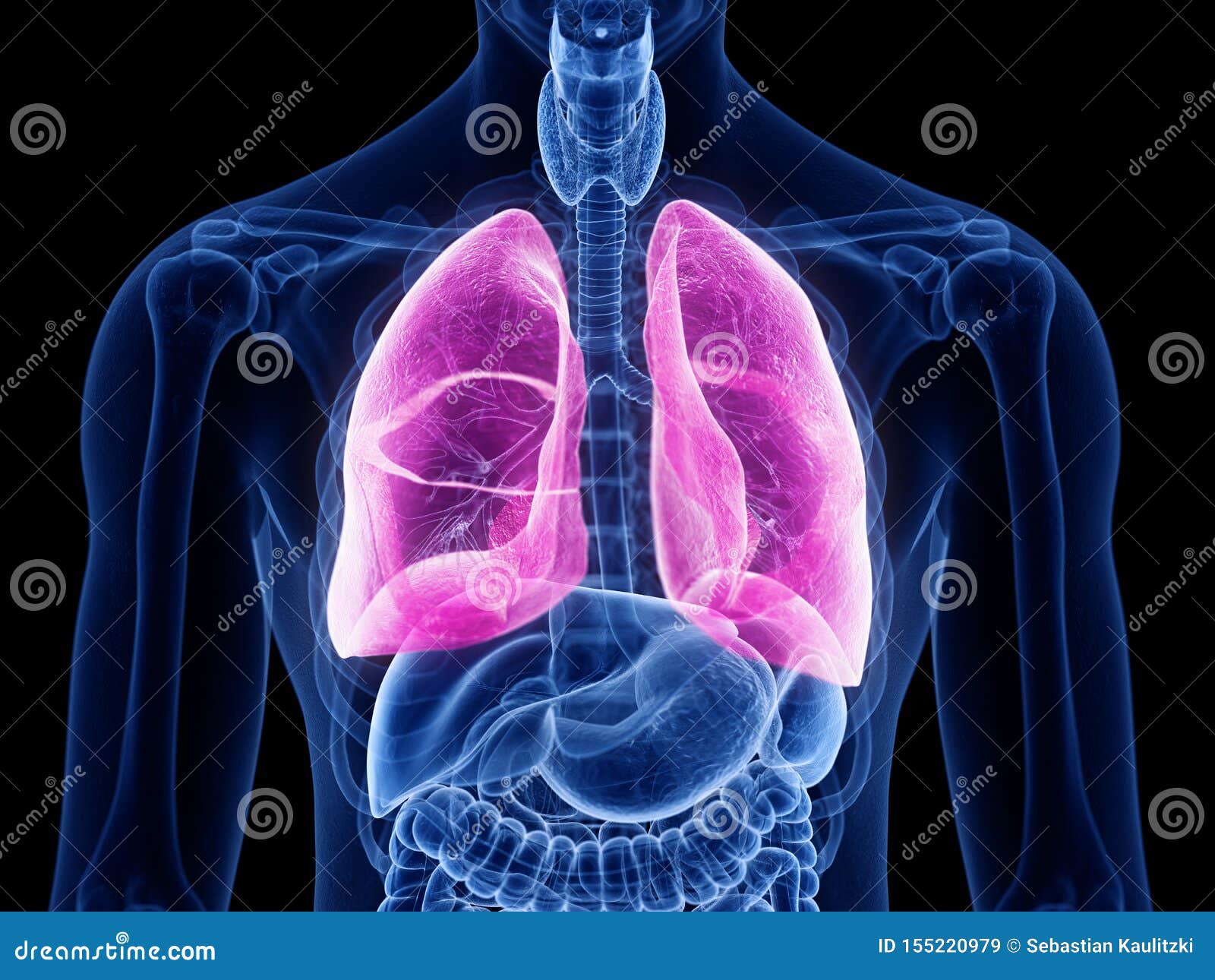 The lung stock illustration. Illustration of anatomy - 155220979