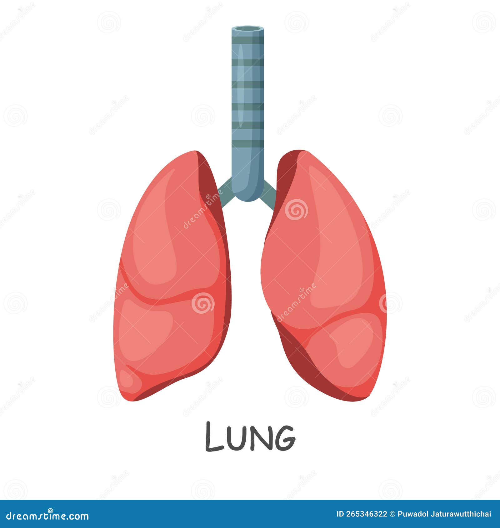 Lung of Human . Cartoon Design . Isolated Stock Vector - Illustration ...