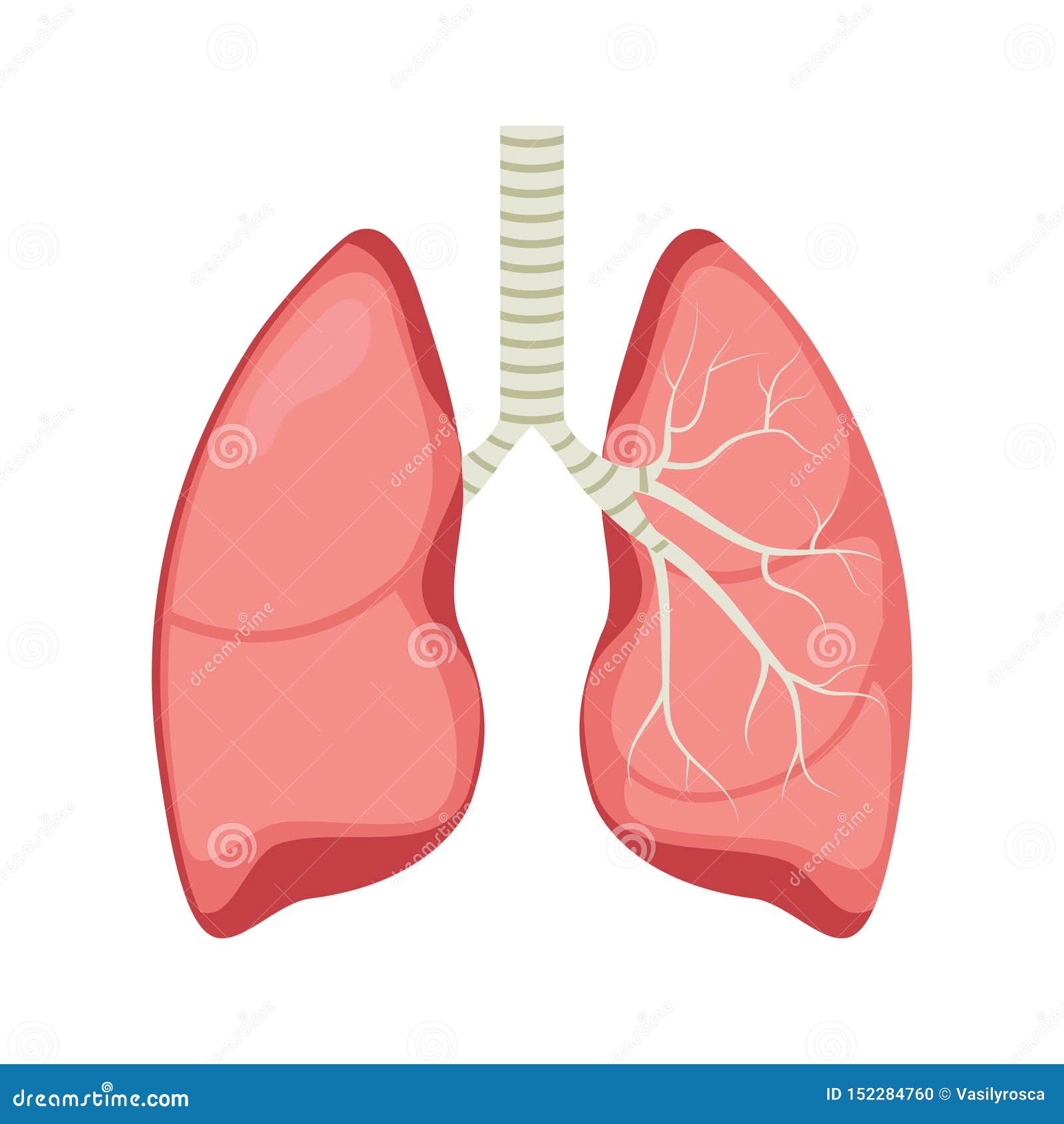 Lung Human Icon, Respiratory System Healthy Lungs Anatomy Flat Medical ... Lung Human Icon, Respiratory System Healthy Lungs Anatomy Flat Medical ...