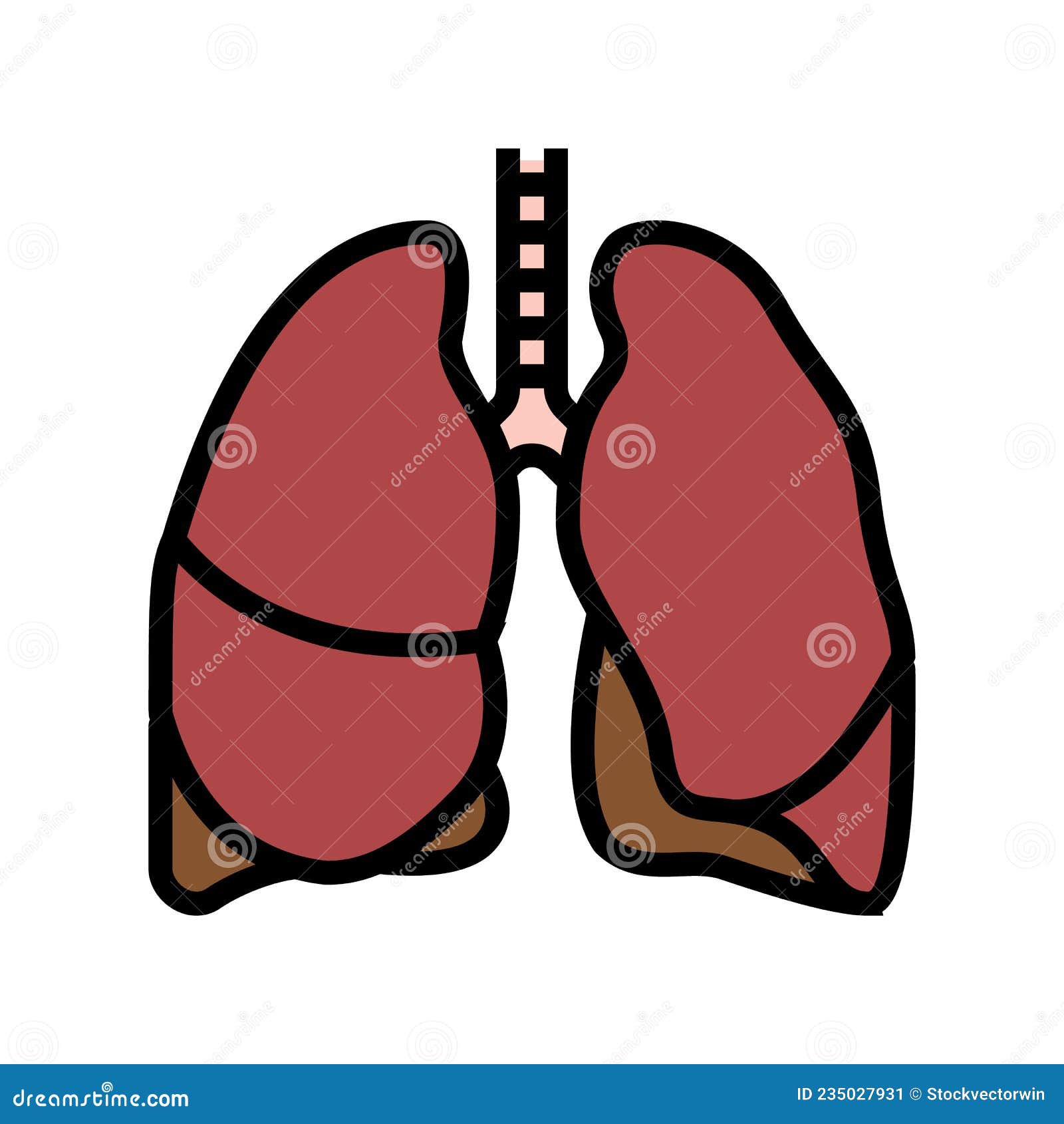 Lung Or Human Lungs Icon Line Outline Art With Bronchial System Vector
