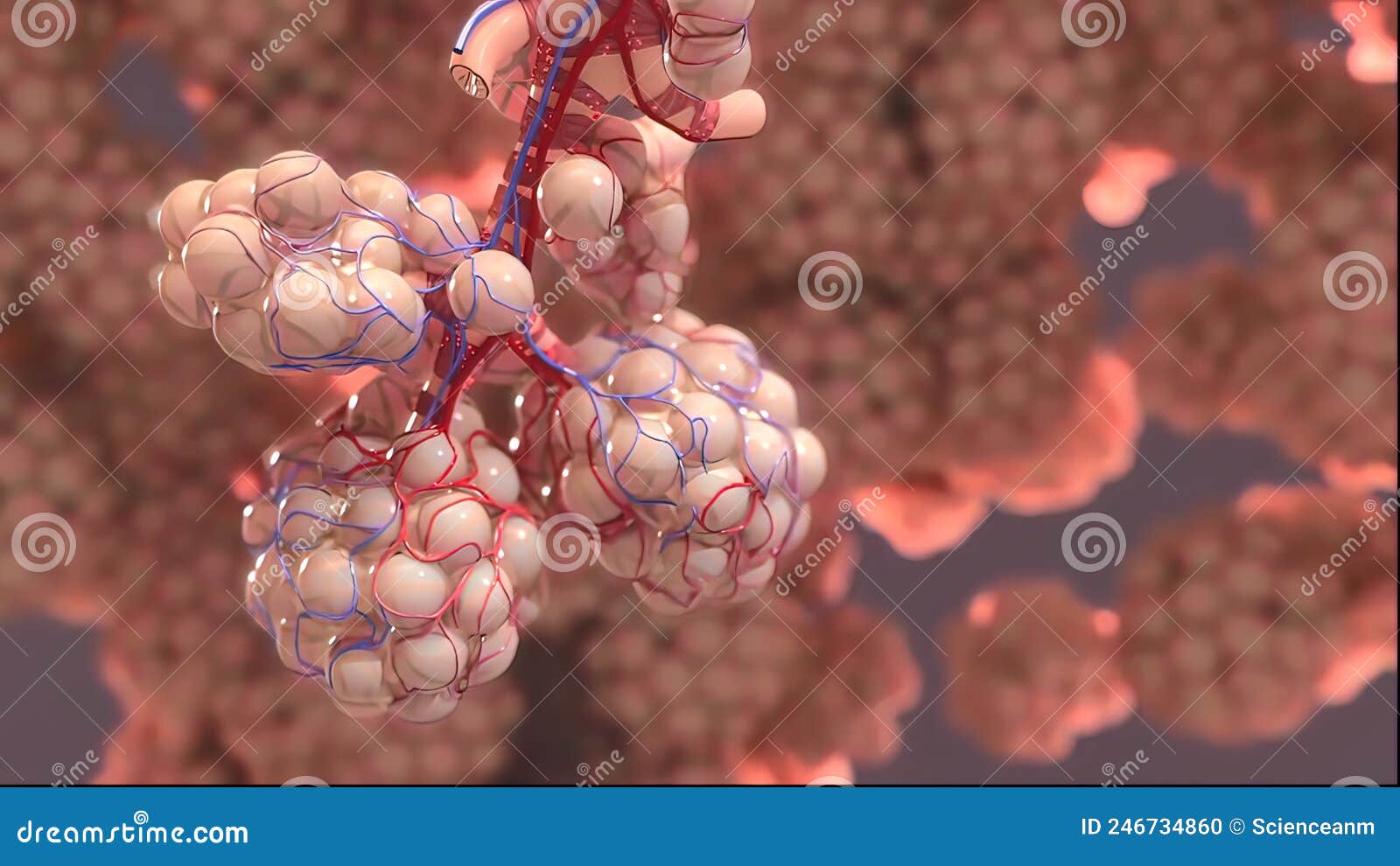 Lung Immunity and Inflammation Stock Illustration - Illustration of ...